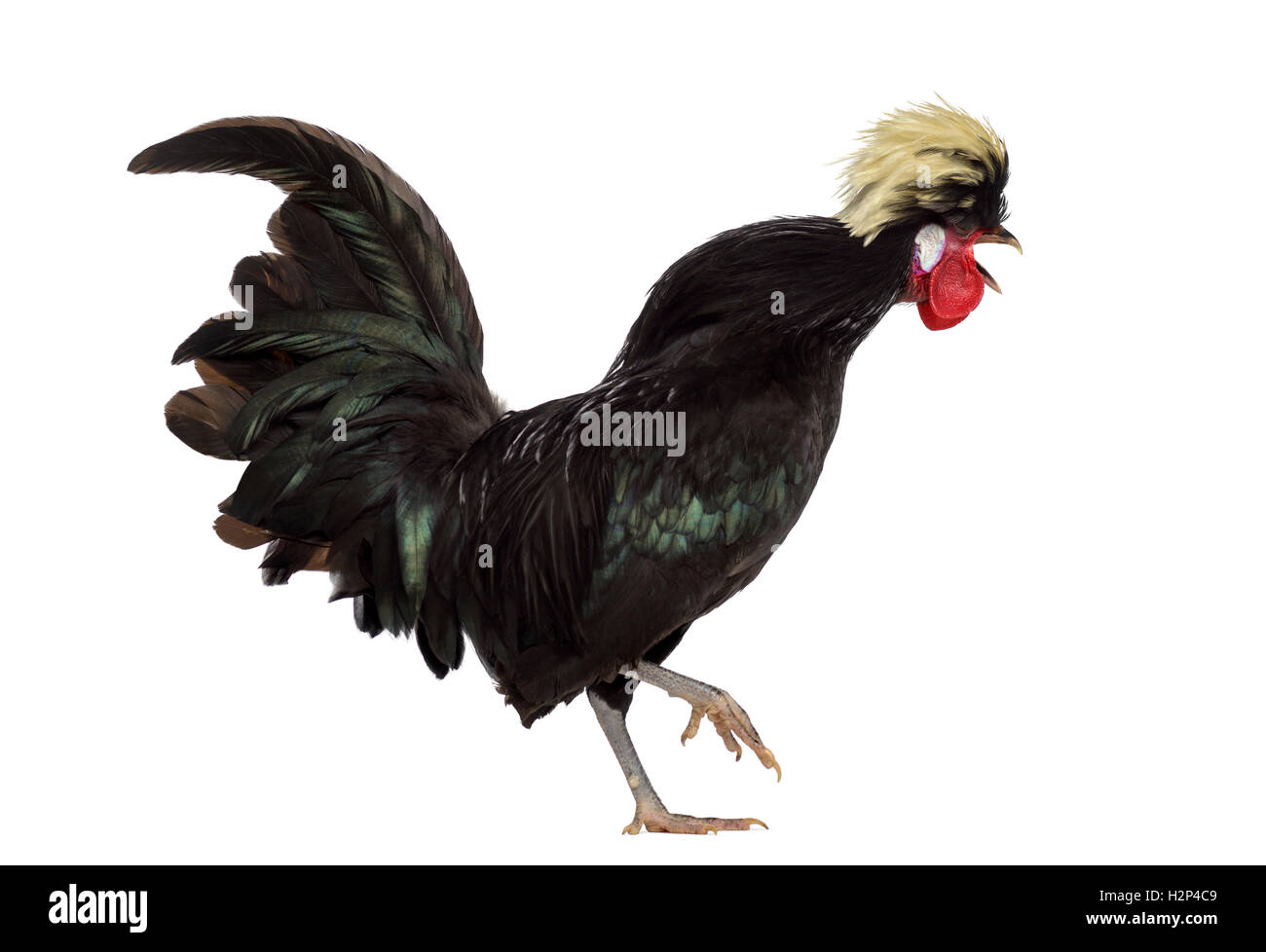 Angry Rooster High Resolution Stock Photography and Images - Alamy