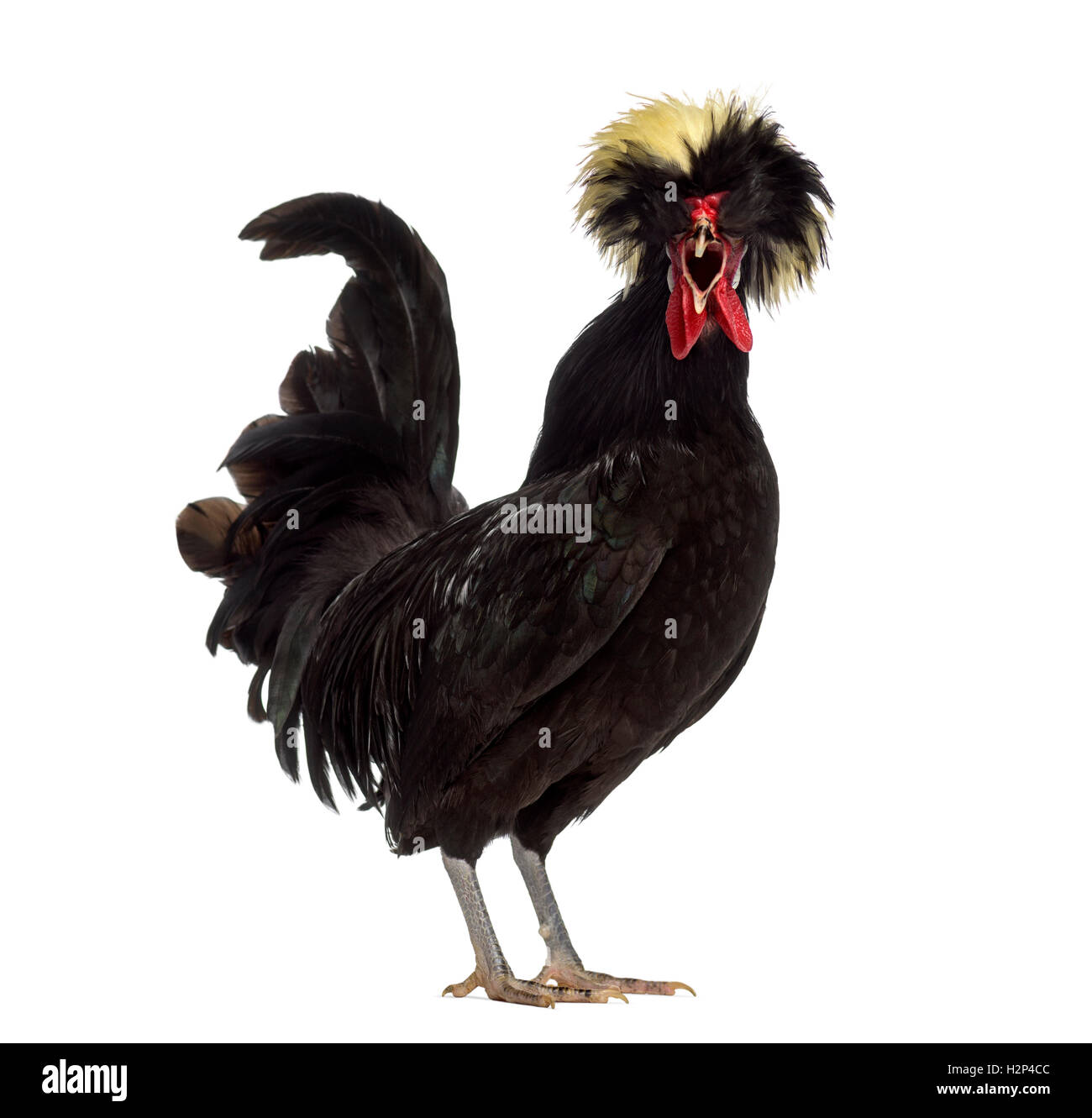Angry rooster hi-res stock photography and images - Alamy