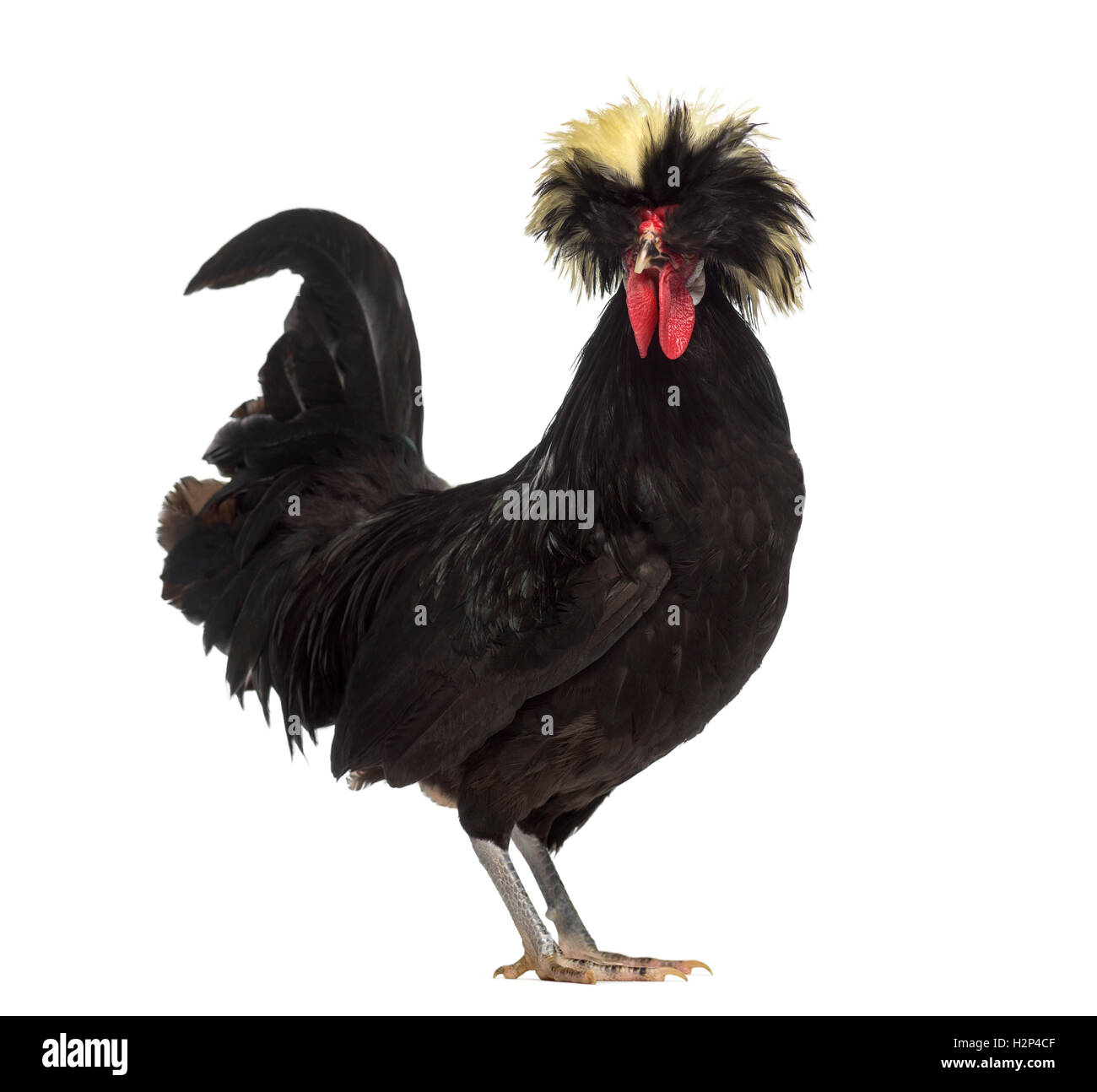 Side view of a Polish Rooster isolated on white Stock Photo - Alamy