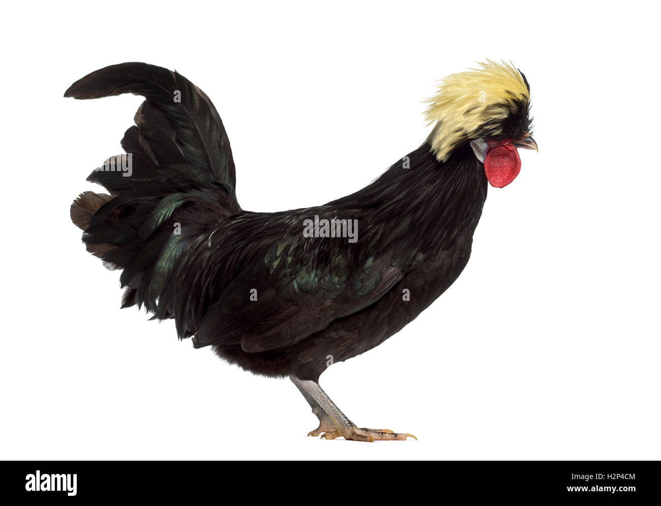 Side view of Polish rooster on white background Stock Photo - Alamy