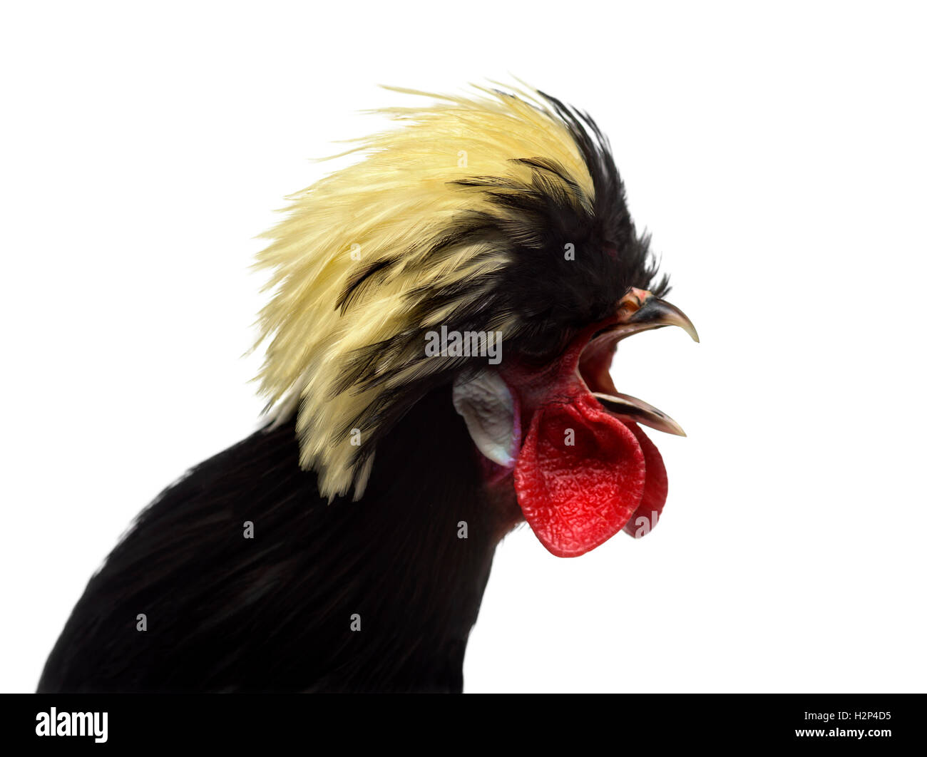 Close-up of a side view of a Polish Rooster crowing on White background ...