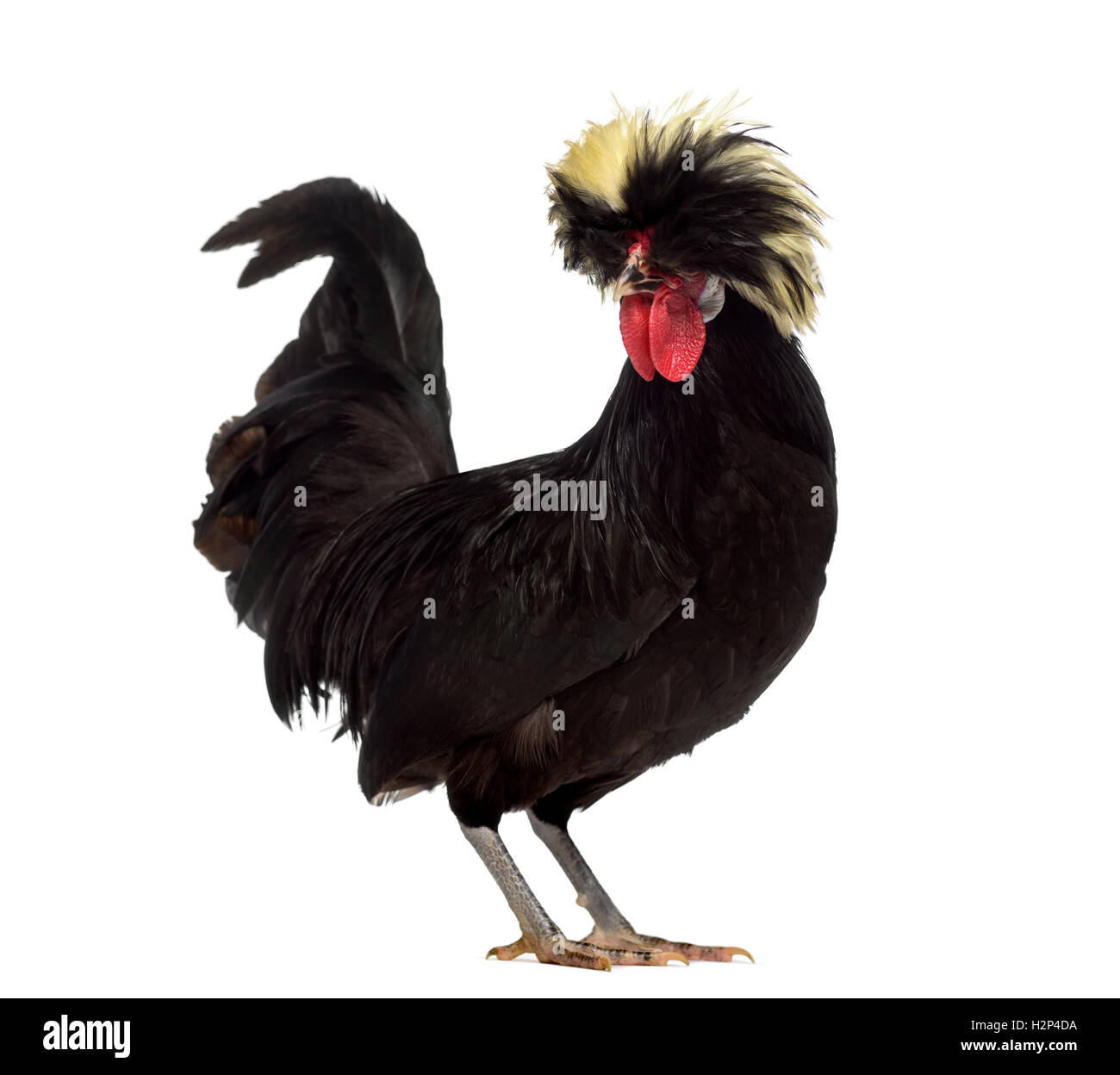 Side view of a Polish Rooster looking down against White background ...