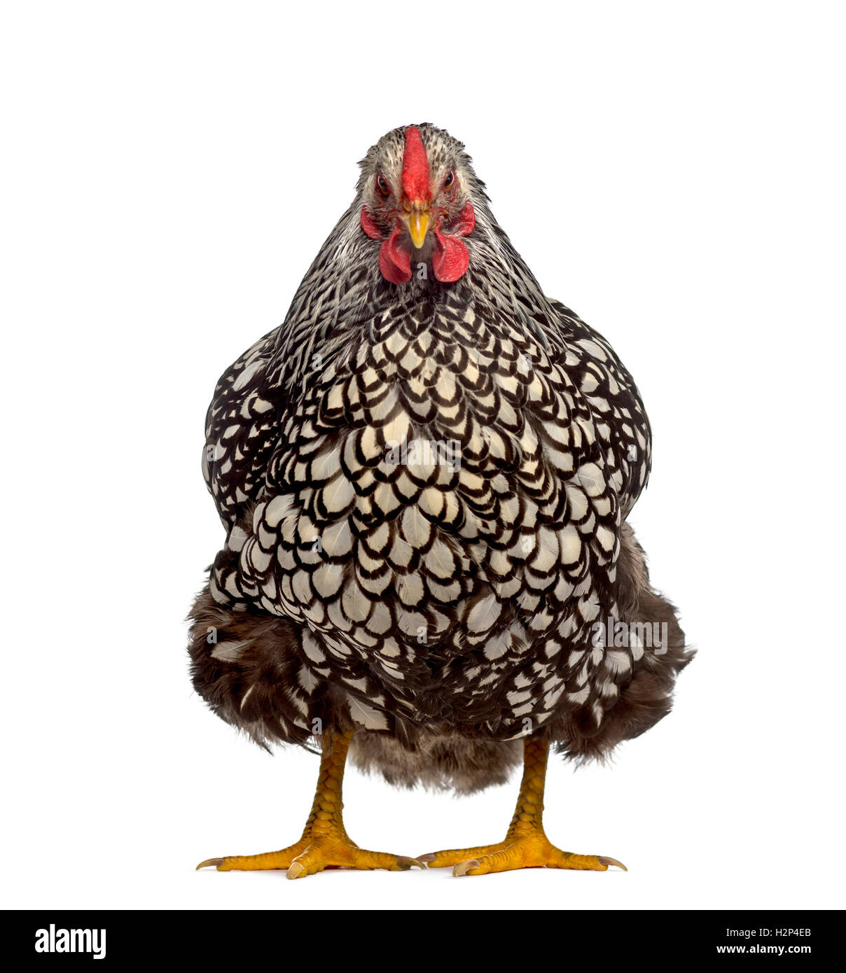 Front view of a Wyandotte chicken isolated on white Stock Photo - Alamy