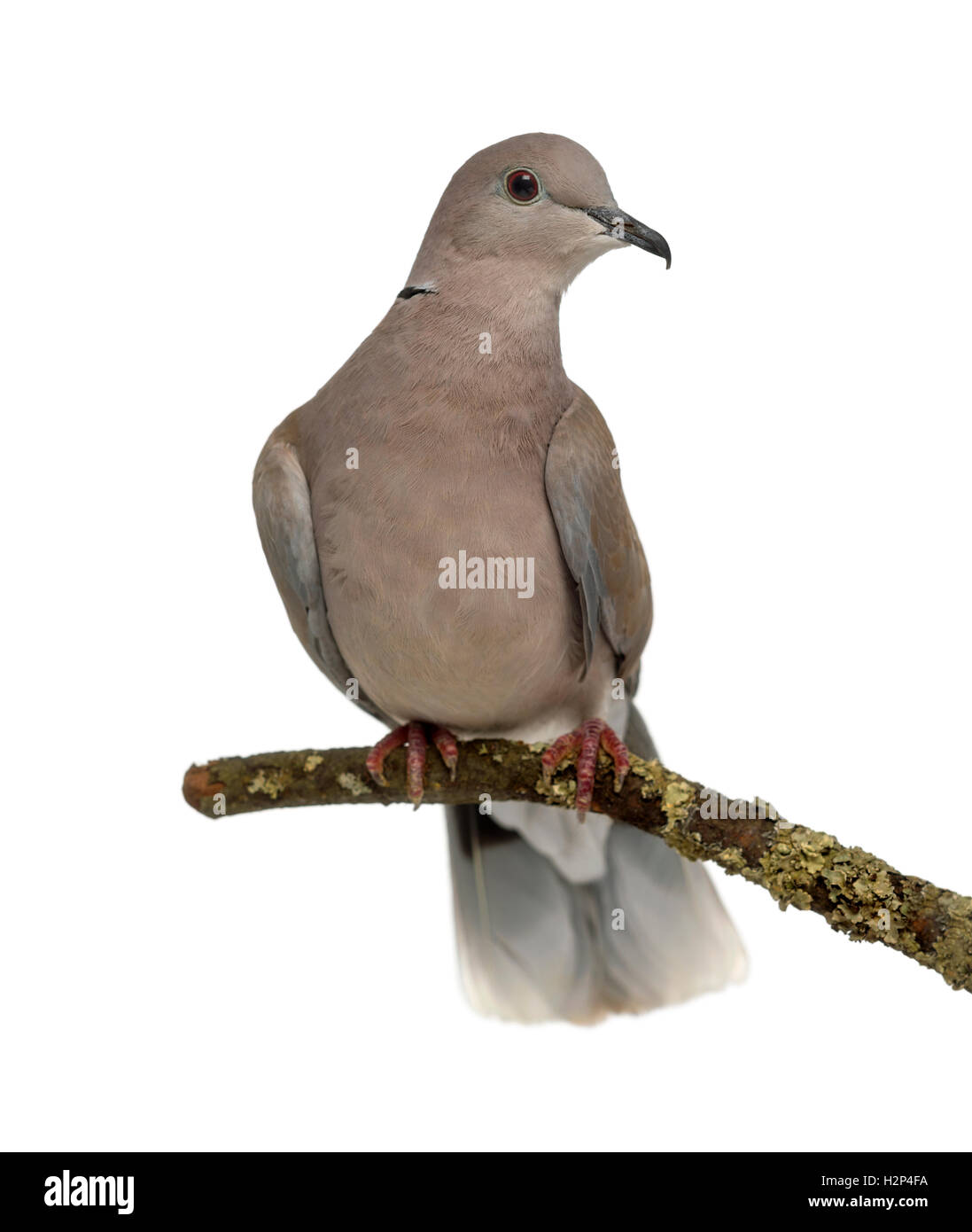 Front view of an African collared dove perched and isolated on white ...