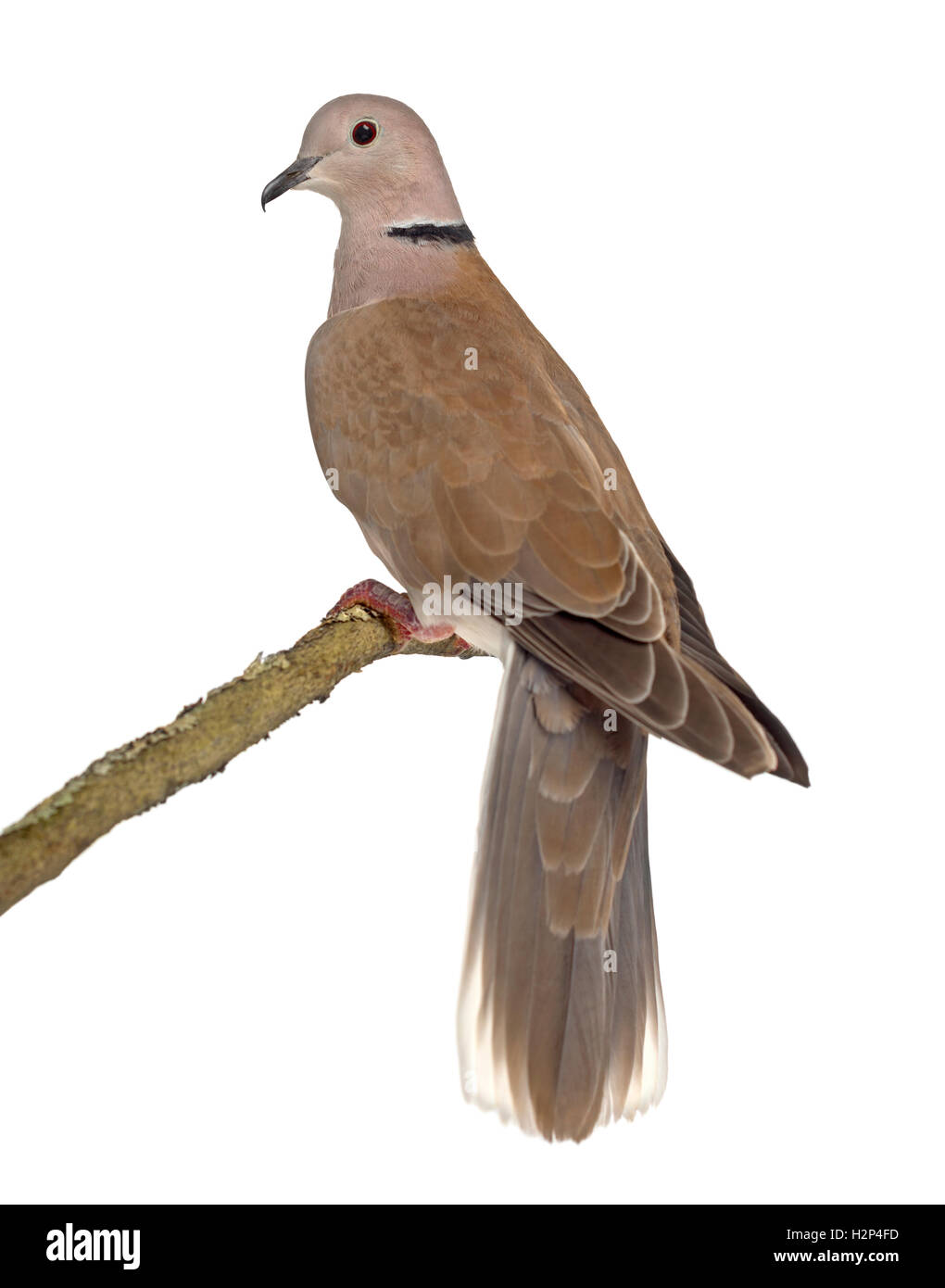African collared dove hi-res stock photography and images - Alamy