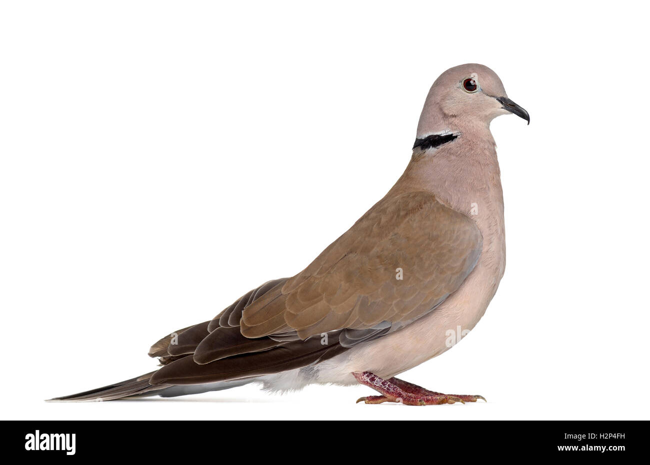 Collared dove side view Cut Out Stock Images & Pictures - Alamy