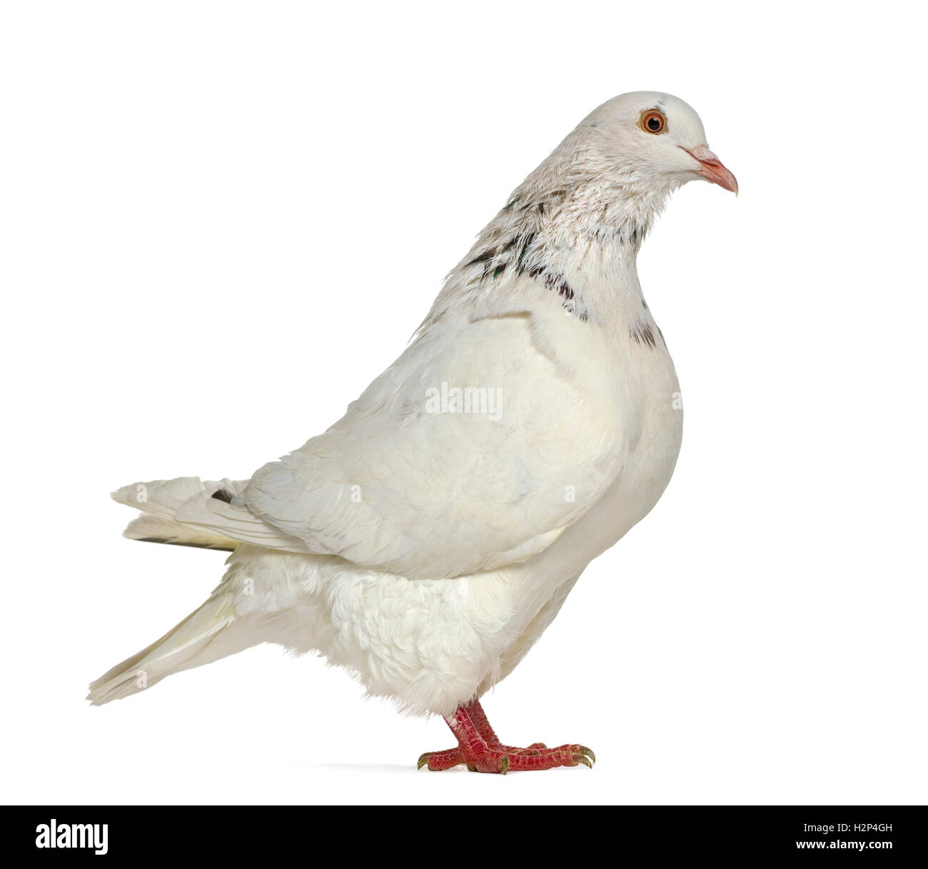 Pigeon profile side view Cut Out Stock Images & Pictures - Alamy