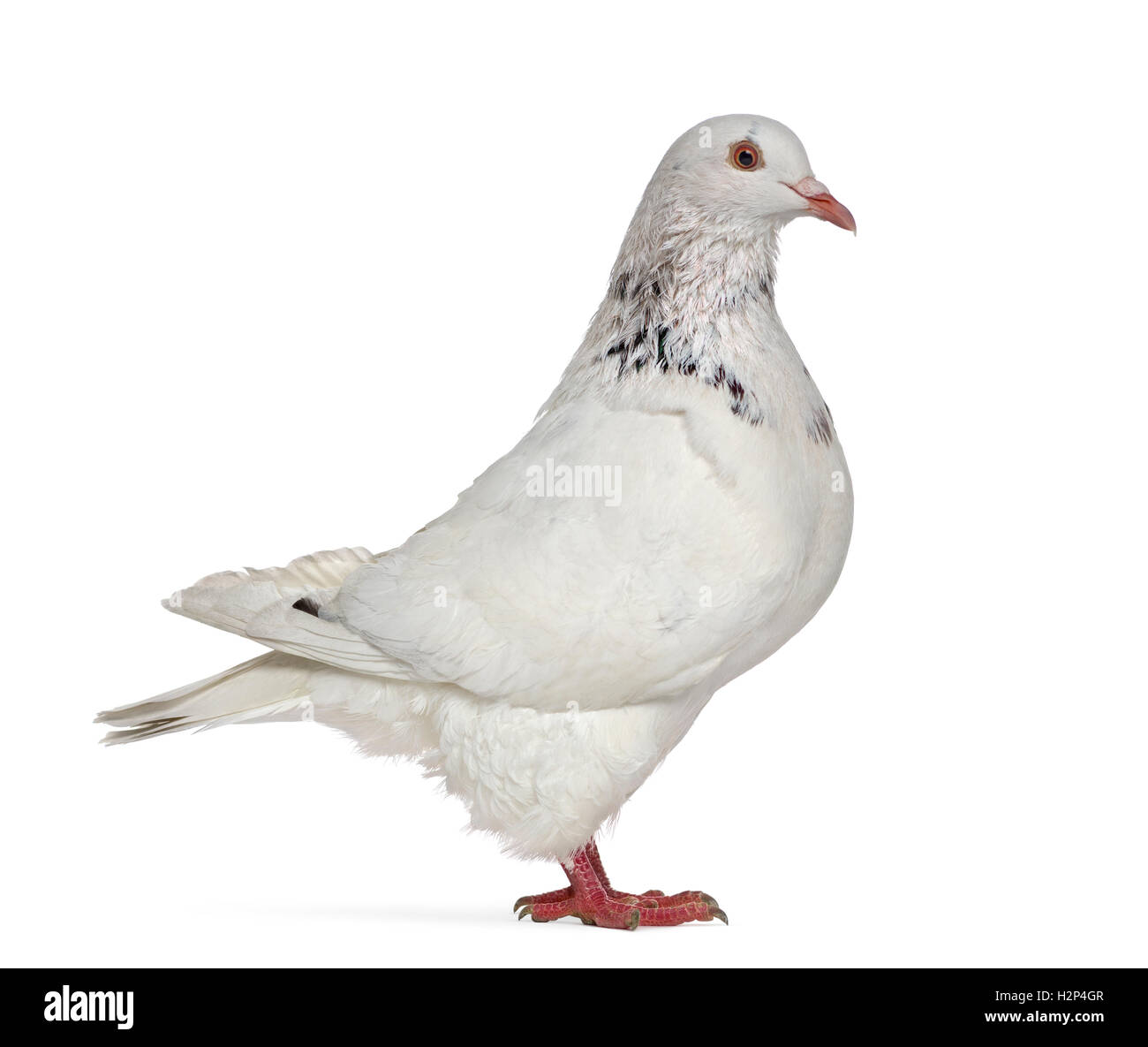 Texan pigeon hi-res stock photography and images - Alamy