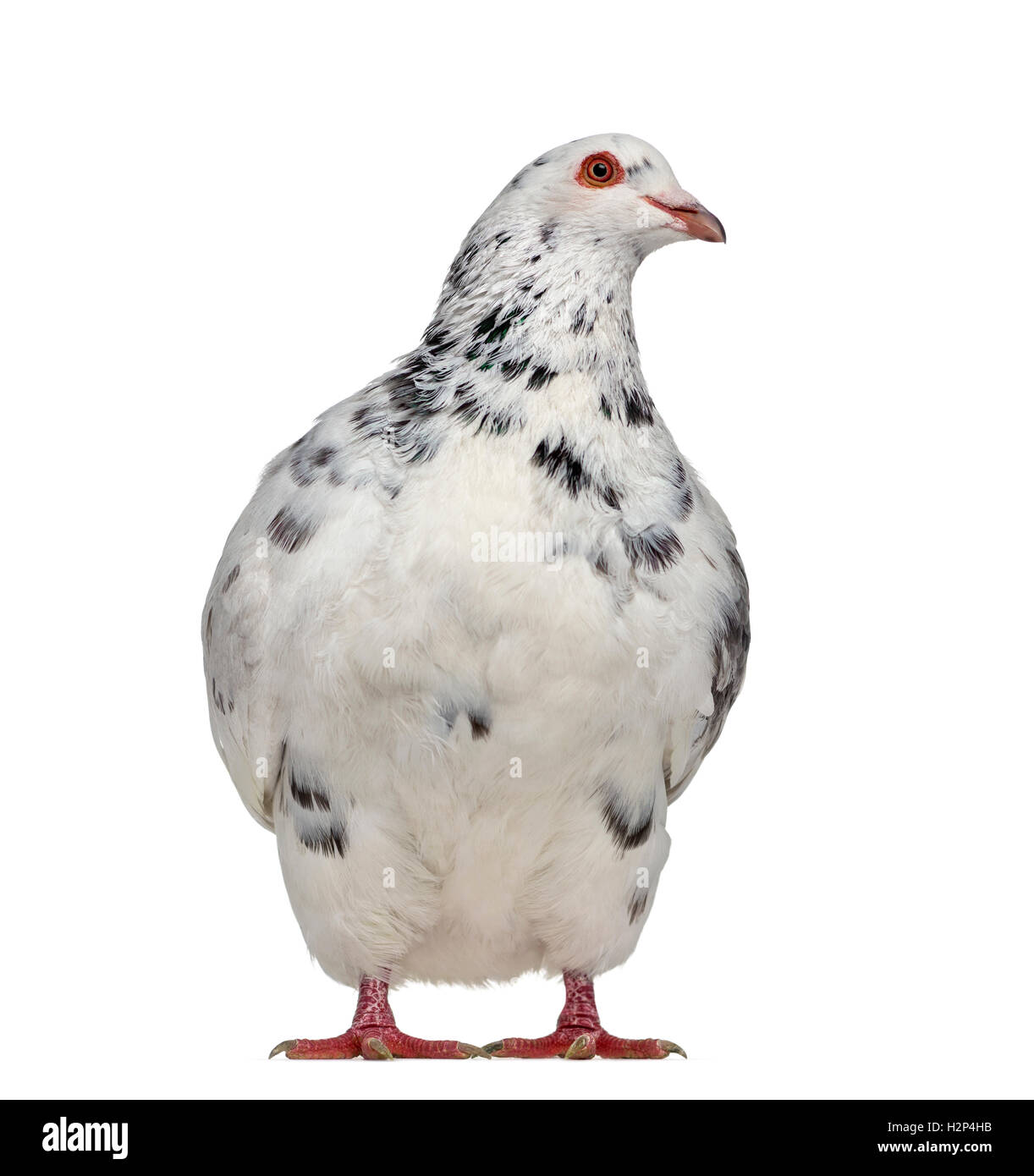 Front view of a Texan pigeon questioning isolated on white Stock Photo ...