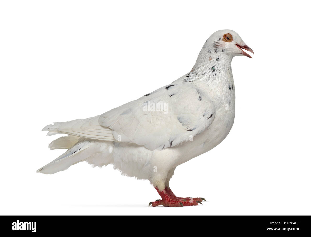 Pigeon profile view Cut Out Stock Images & Pictures - Alamy