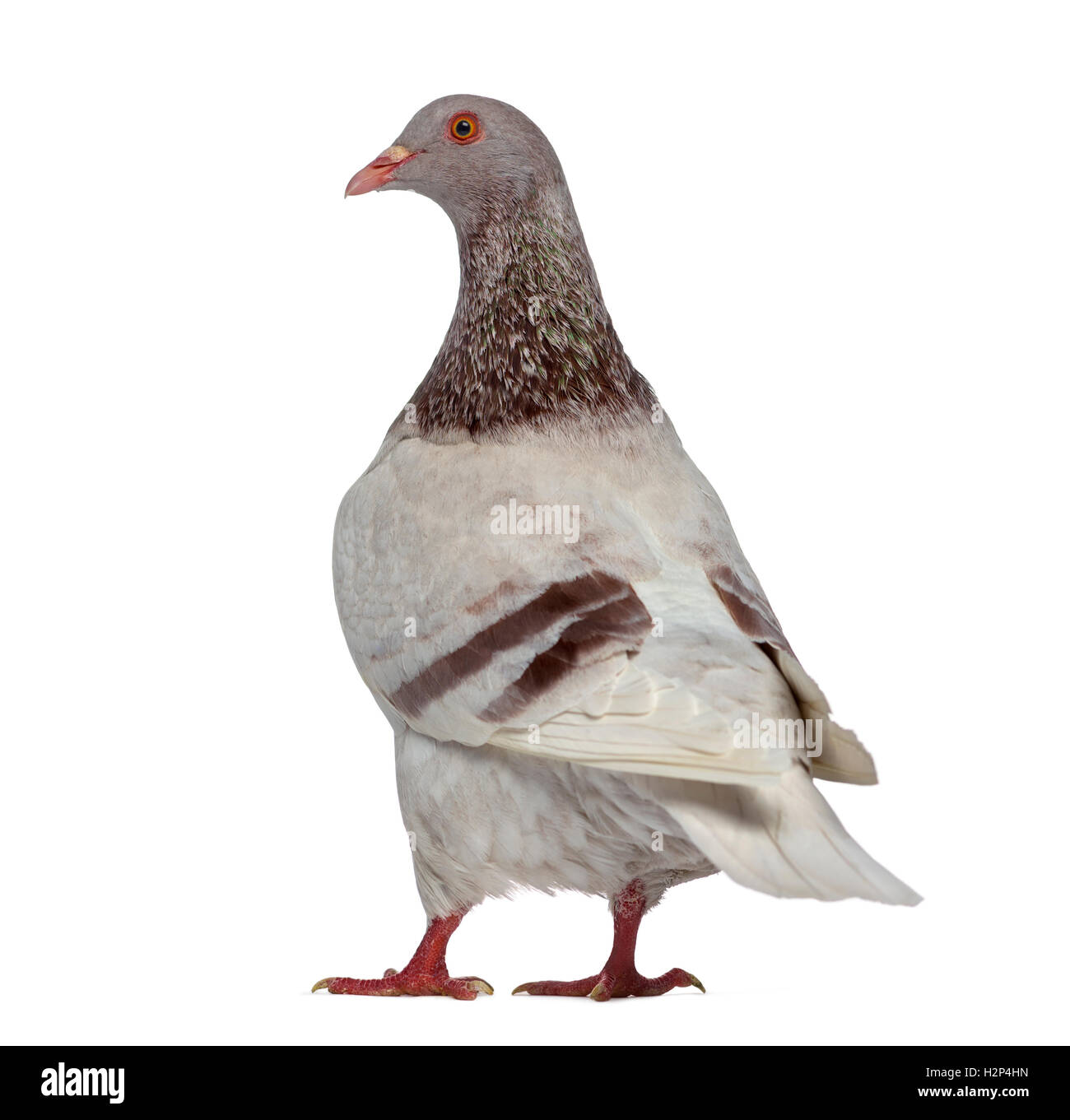 Rear view of a Texan pigeon isolated on white Stock Photo - Alamy
