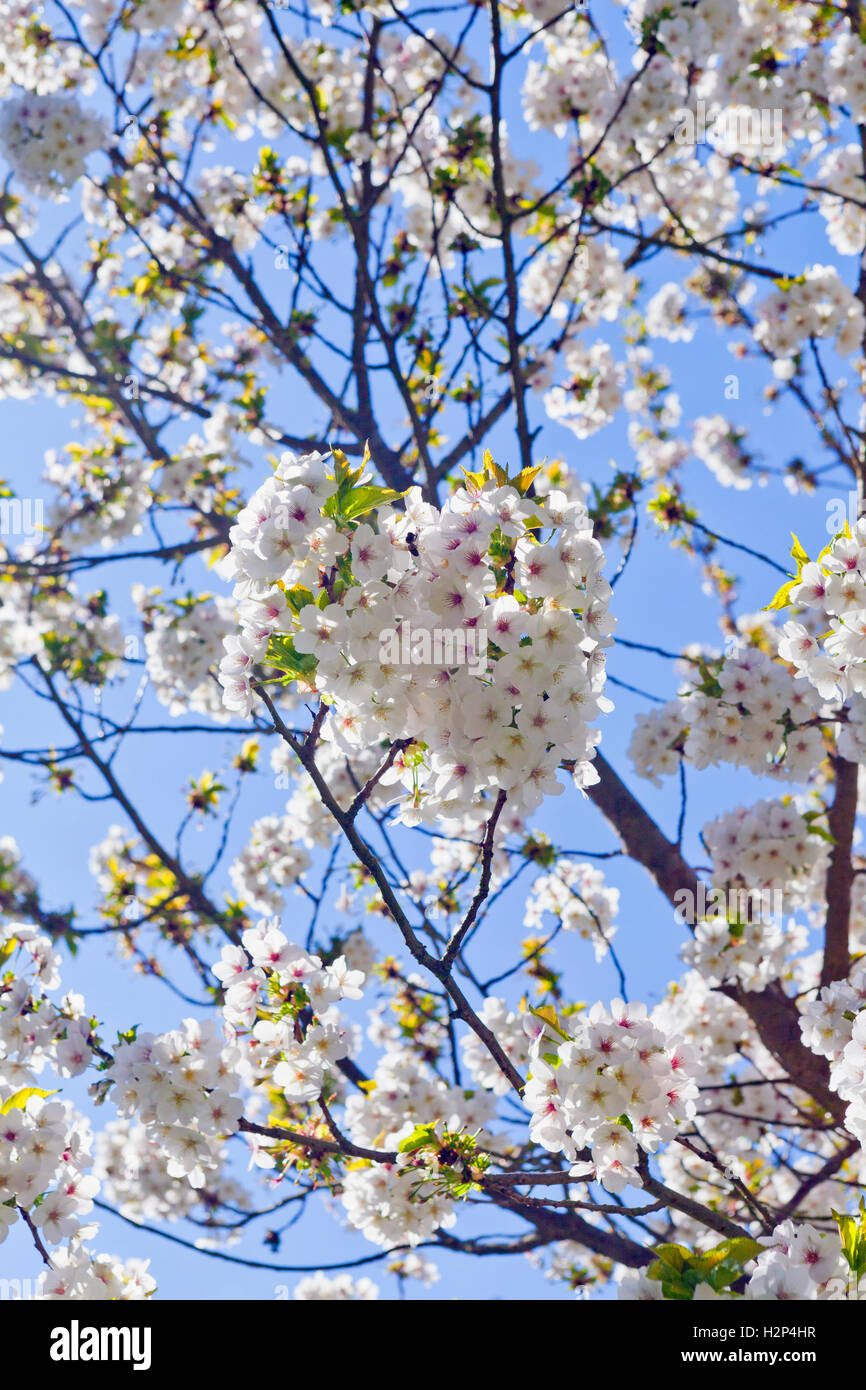 Apple blossom in Spring Stock Photo - Alamy