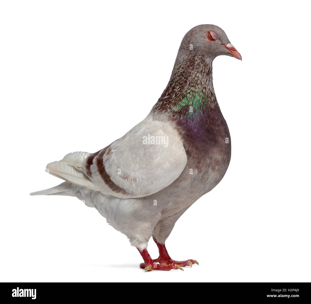 Texan pigeon hi-res stock photography and images - Alamy