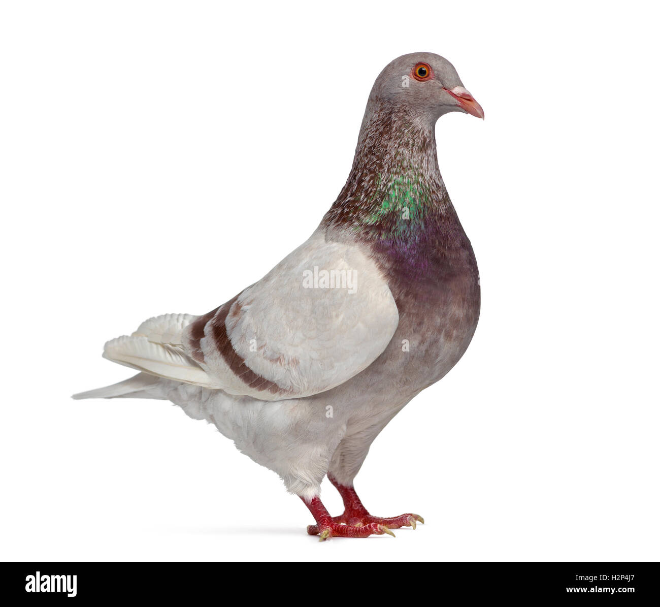Side view of a Texan pigeon winking isolated on white Stock Photo - Alamy