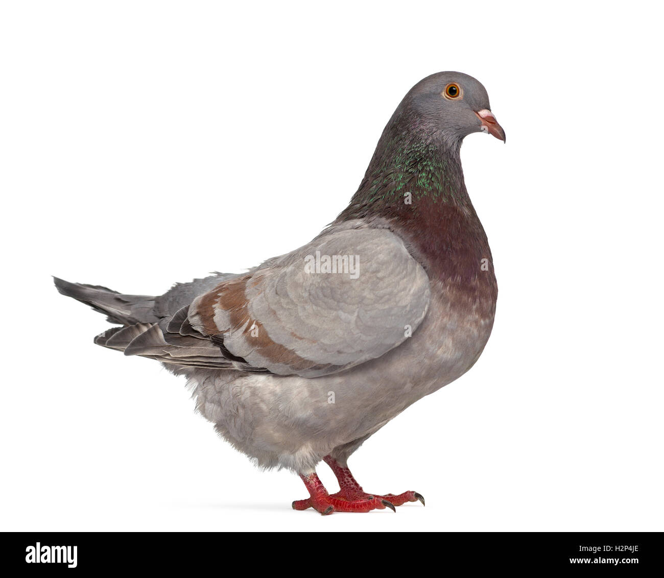 Side view of a Texan pigeon isolated on white Stock Photo - Alamy