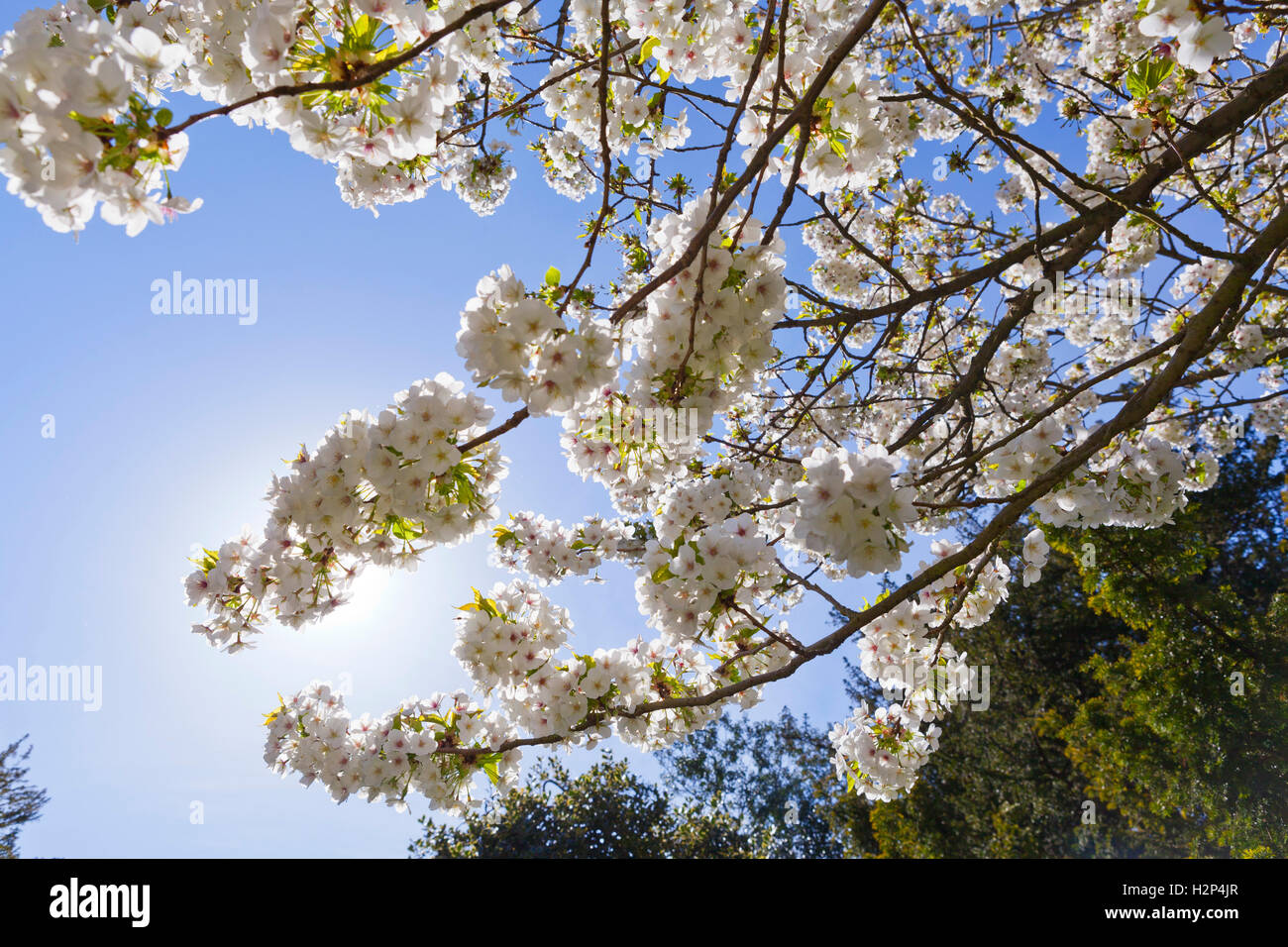 Apple blossom in Spring Stock Photo - Alamy