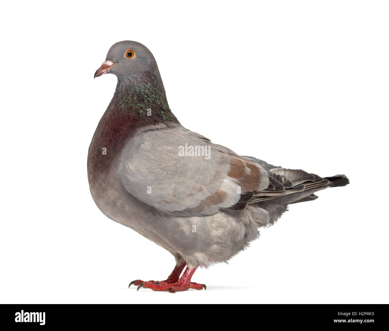 Side view of a Texan pigeon isolated on white Stock Photo - Alamy