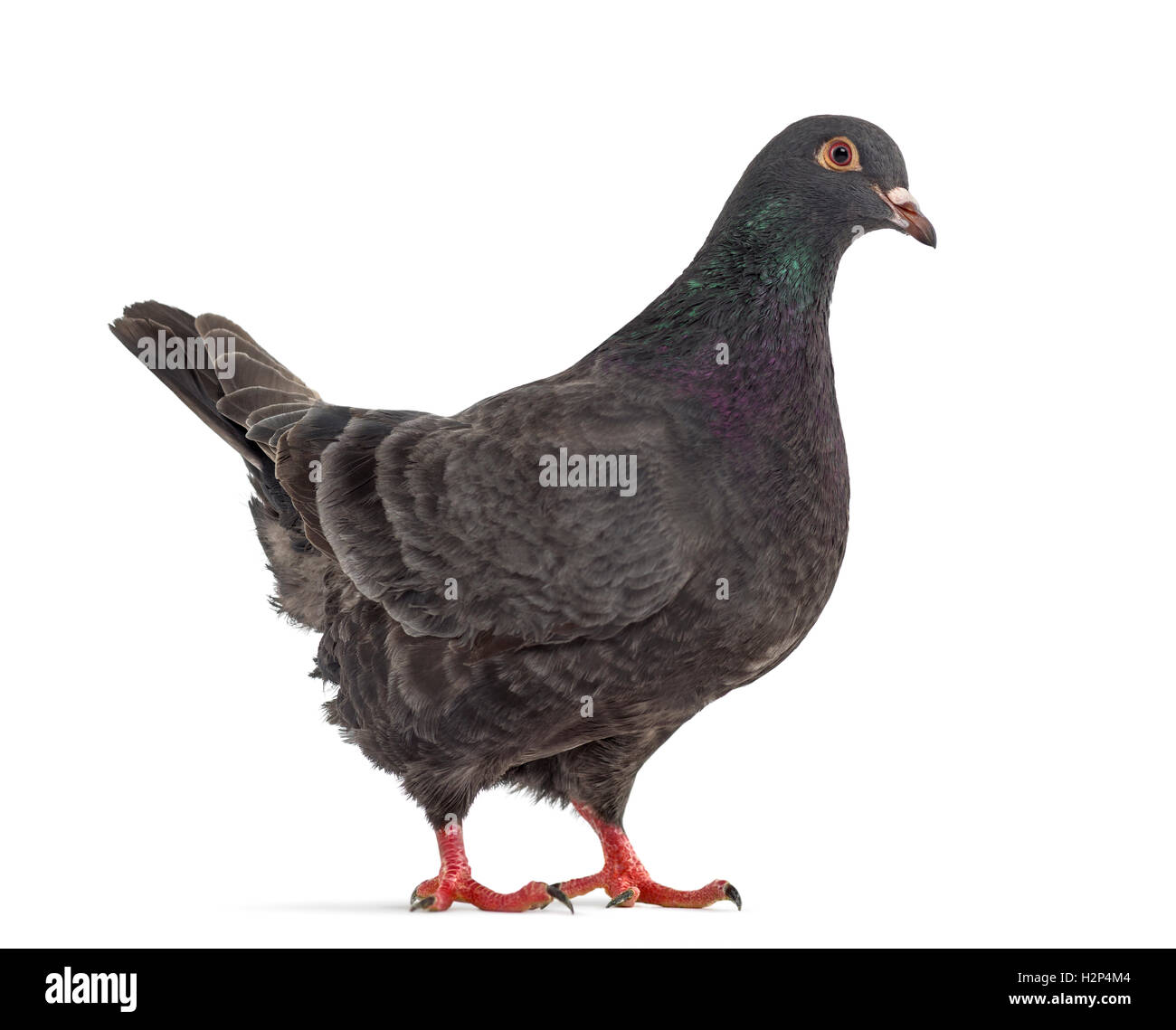 Side view of a fancy pigeon isolated on white Stock Photo - Alamy
