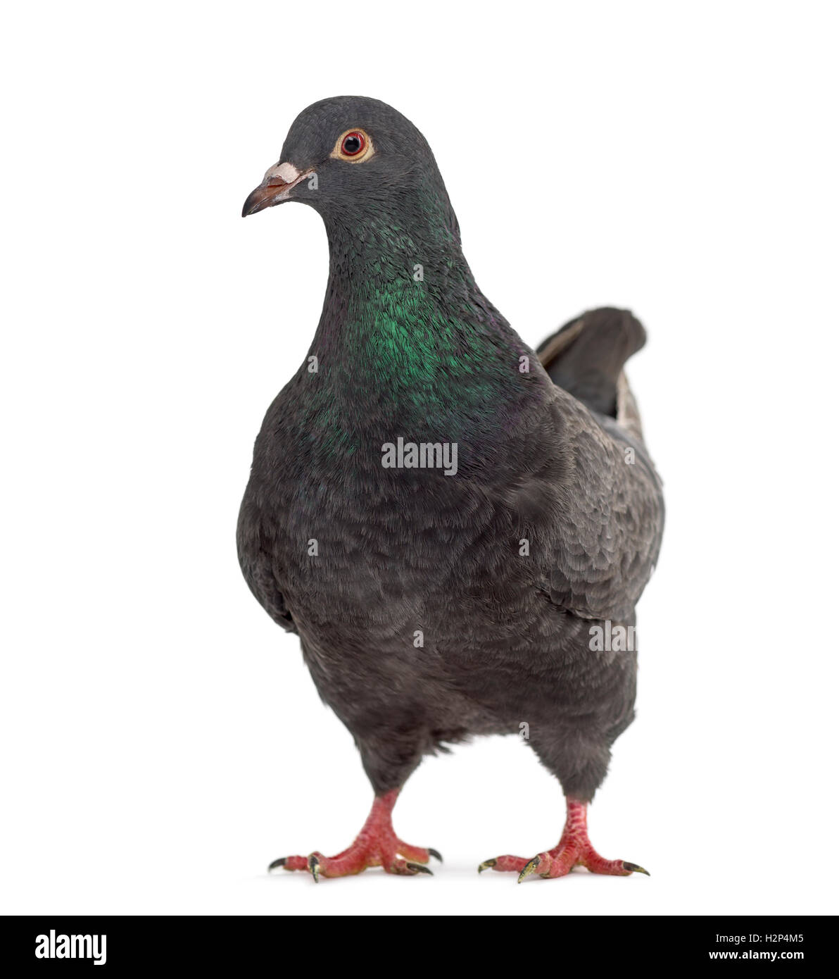 Fancy Pigeon Stock Photos & Fancy Pigeon Stock Images - Alamy