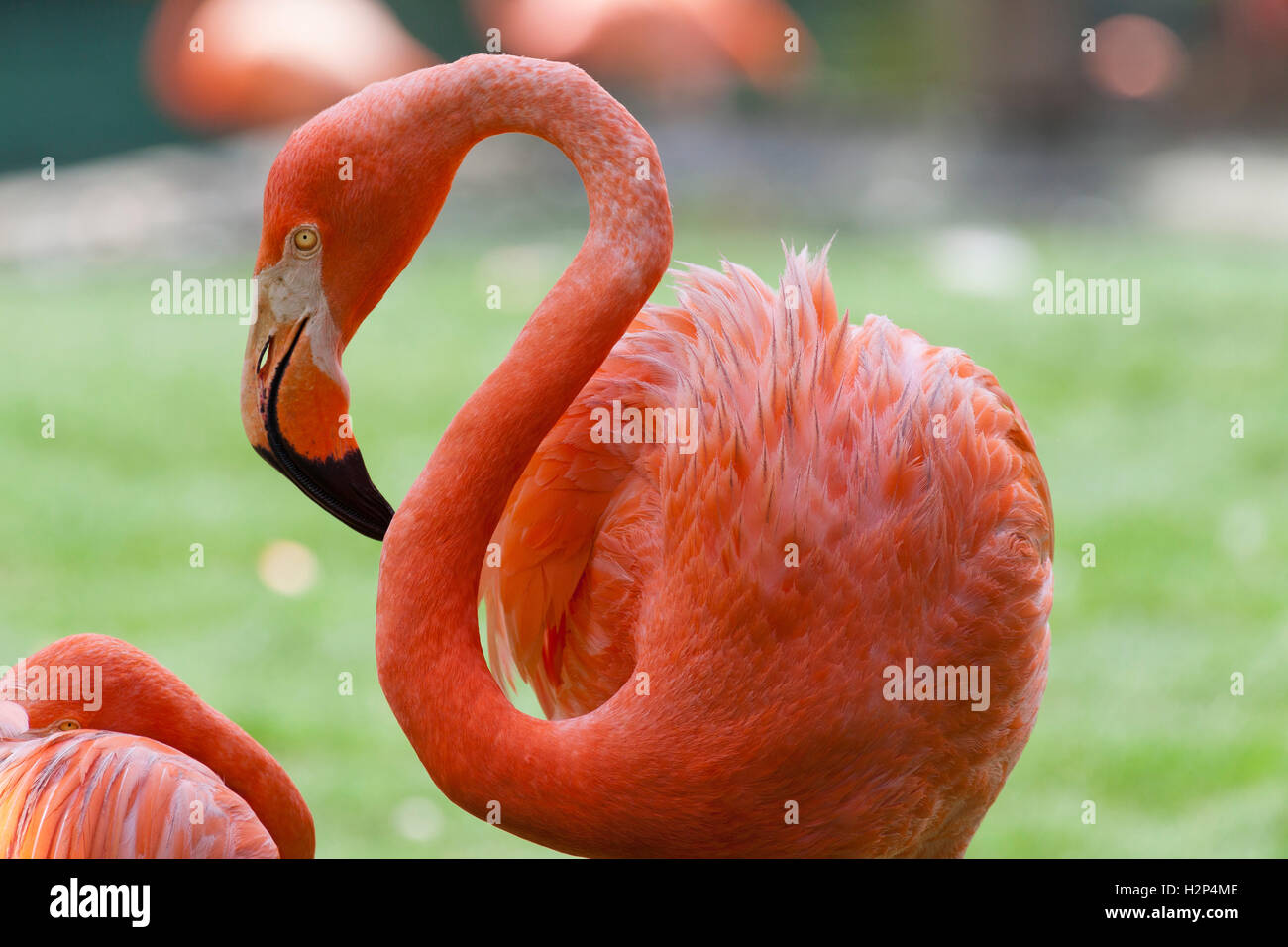 Long neck and bill hi-res stock photography and images - Alamy