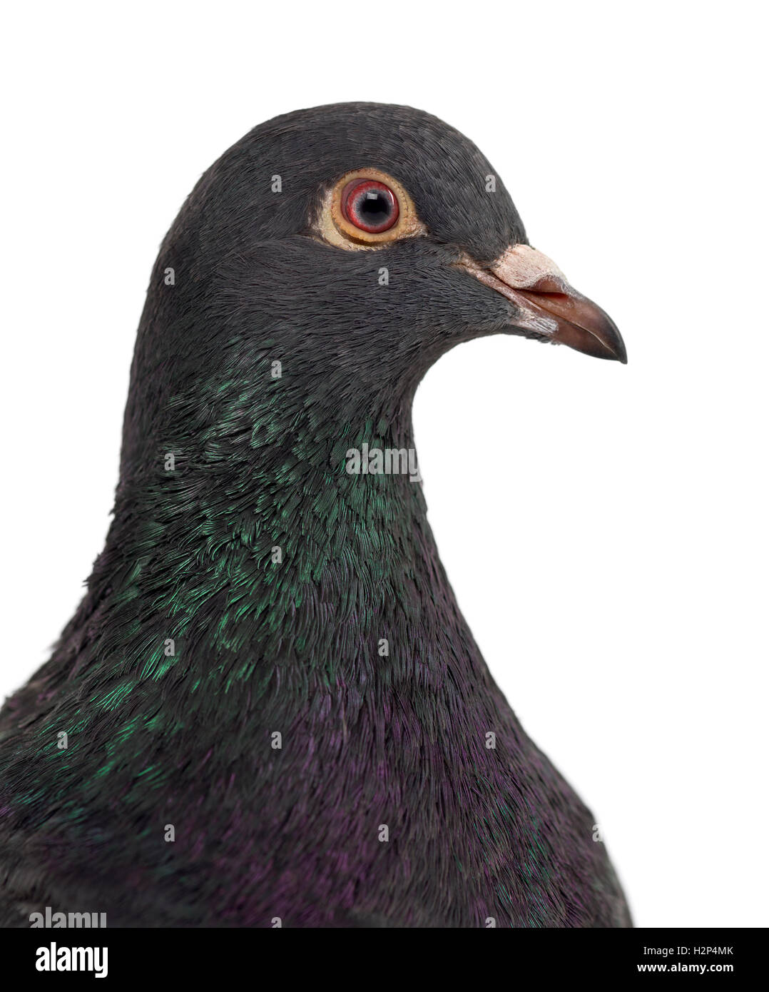 Close-up of a side view of a Pigeon isolated on white Stock Photo - Alamy