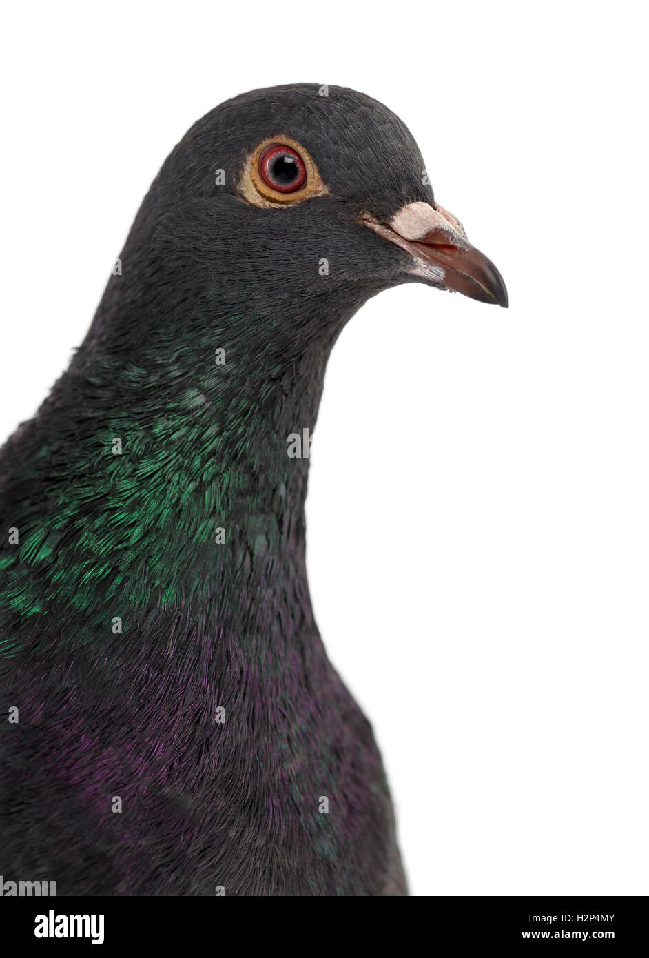 Wink Bird High Resolution Stock Photography and Images - Alamy