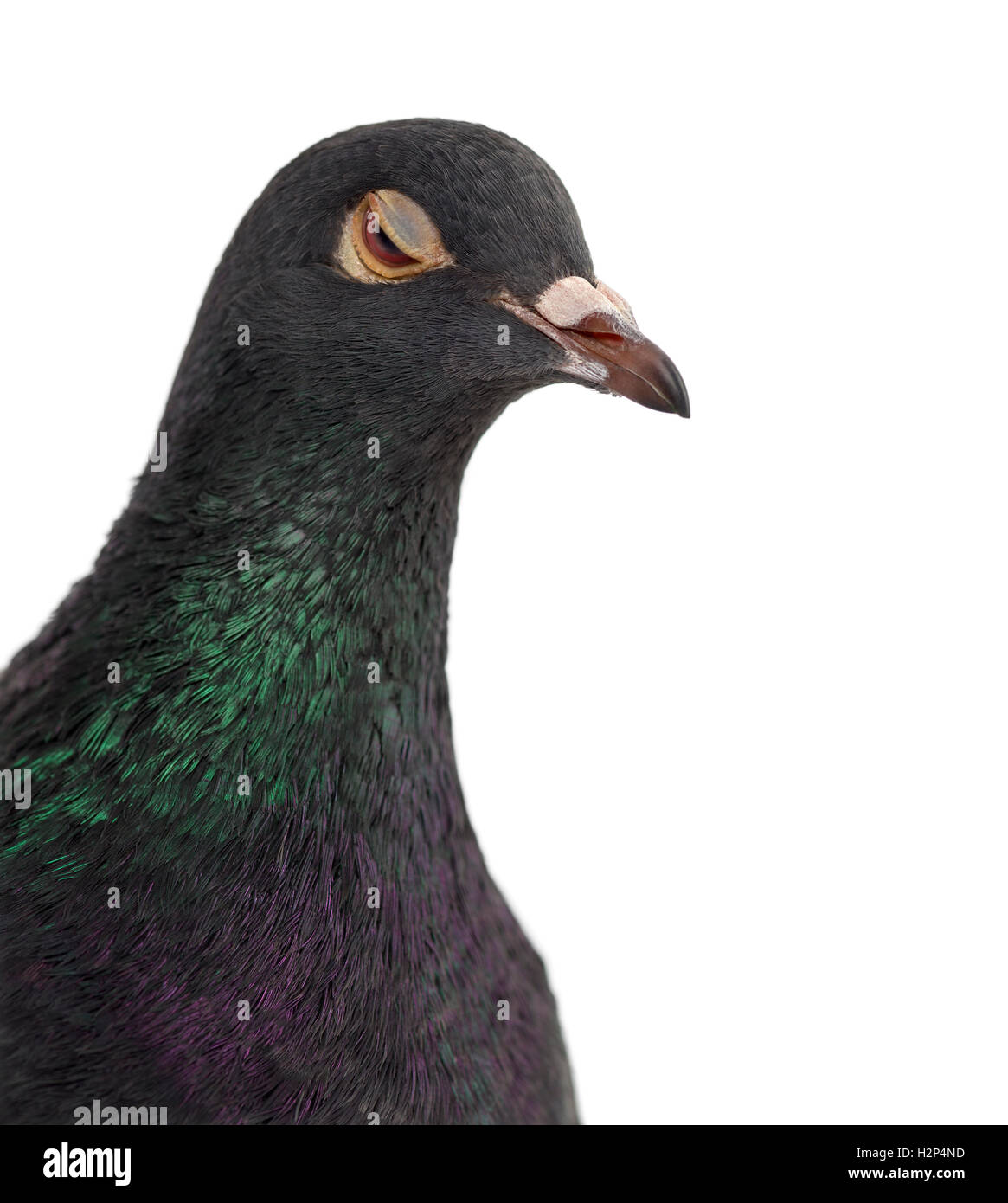 Side View Of A Pigeon High Resolution Stock Photography and Images - Alamy