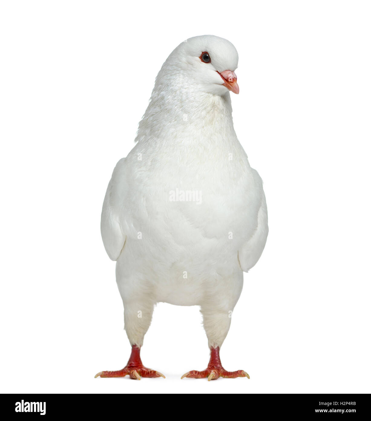 Front view of a White King Pigeon isolated on white Stock Photo - Alamy