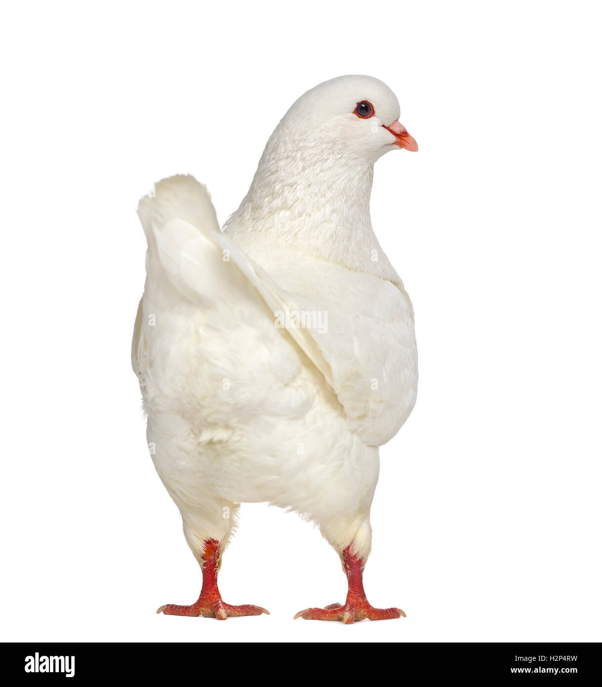 Rear view of a White King Pigeon isolated on white Stock Photo - Alamy