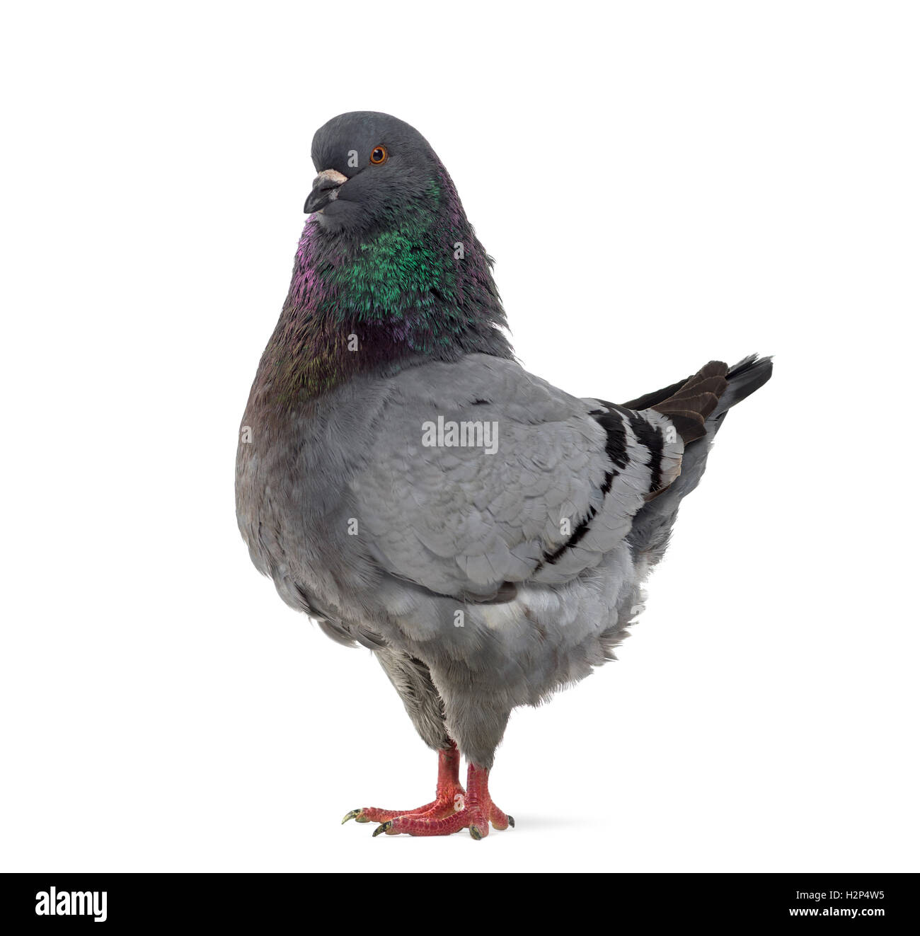 Side view of a King Pigeon isolated on white Stock Photo - Alamy