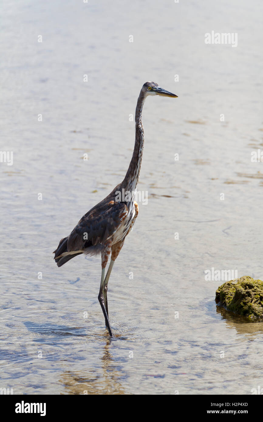 Great blue heron juvenile on beach in Florida Stock Photo - Alamy
