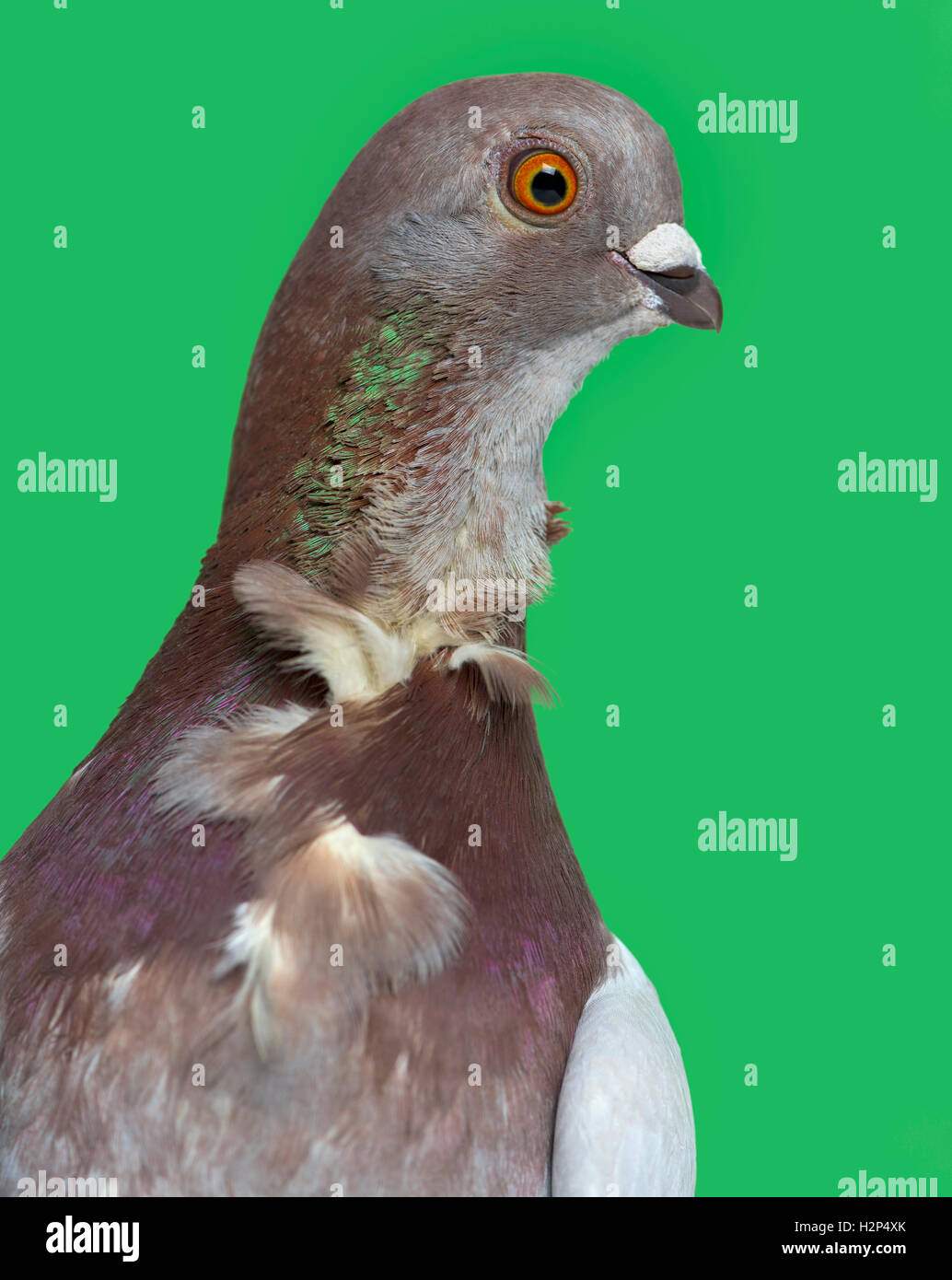 Italian Owl Pigeon