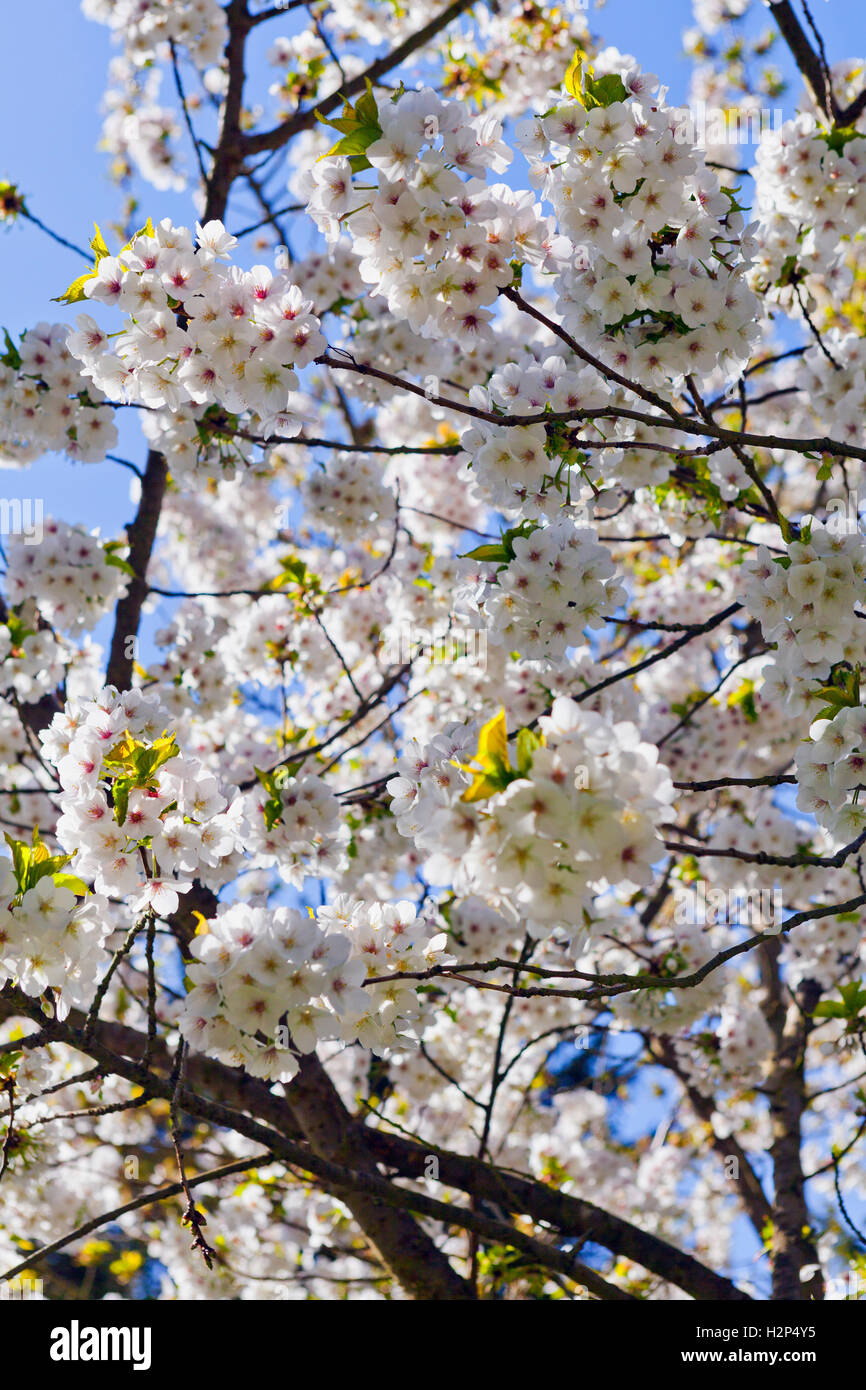 Apple blossom in Spring Stock Photo - Alamy
