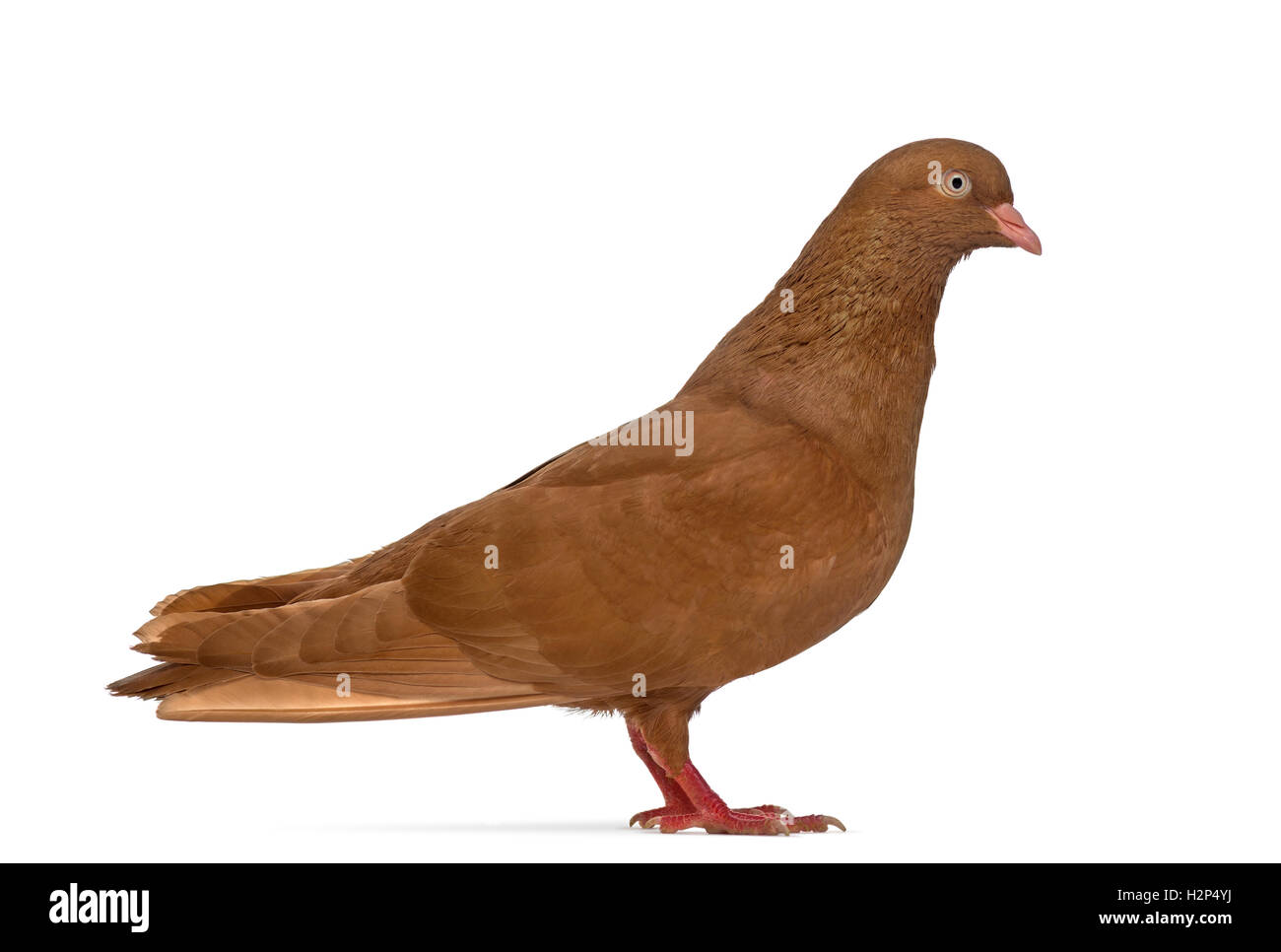 Breeds And Types Of Pigeons: From Rollers To Racers, 50% OFF