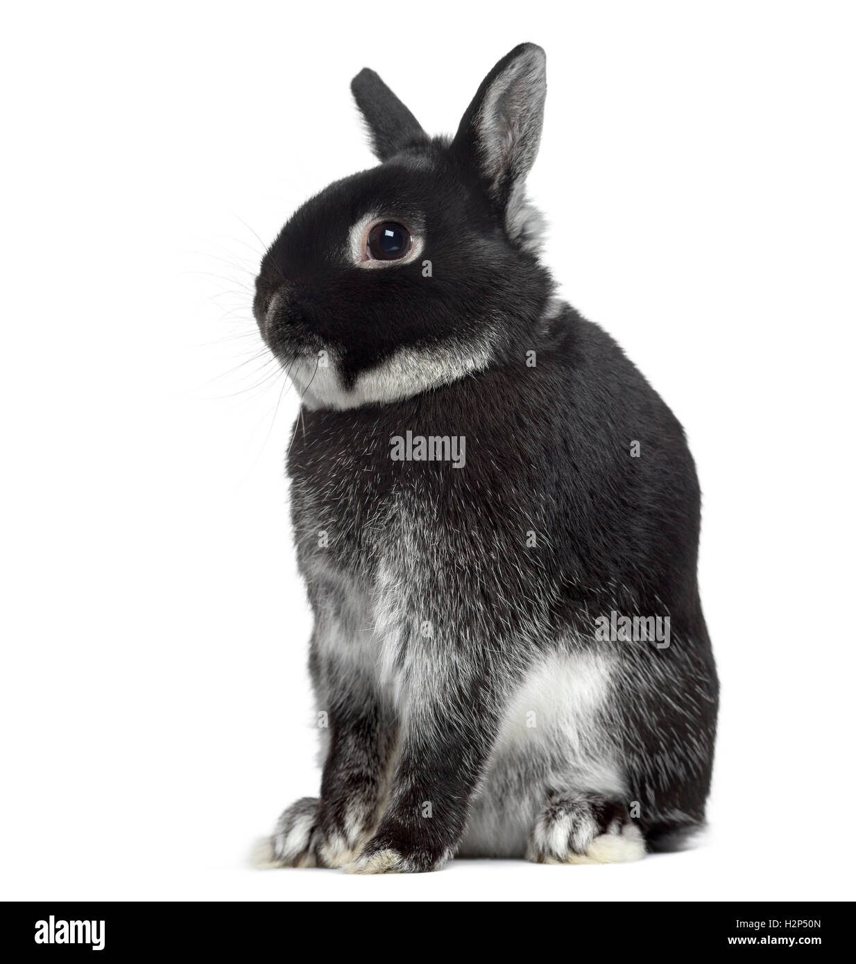 Side view of a Dwarf rabbit sitting isolated on white Stock Photo - Alamy