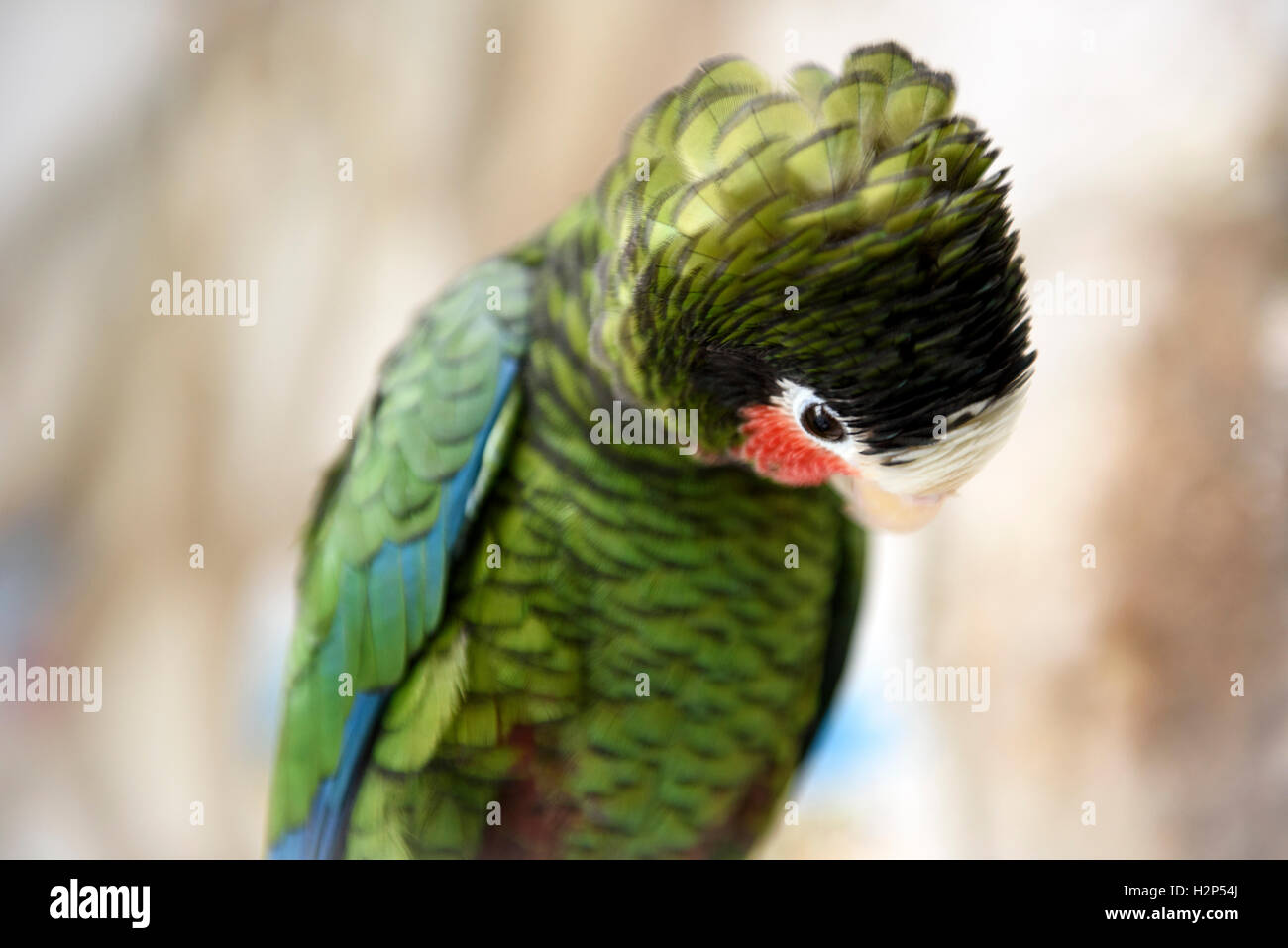 Cuban amazon parrot - rose throated parrot - Amazona leucocephala Stock ...