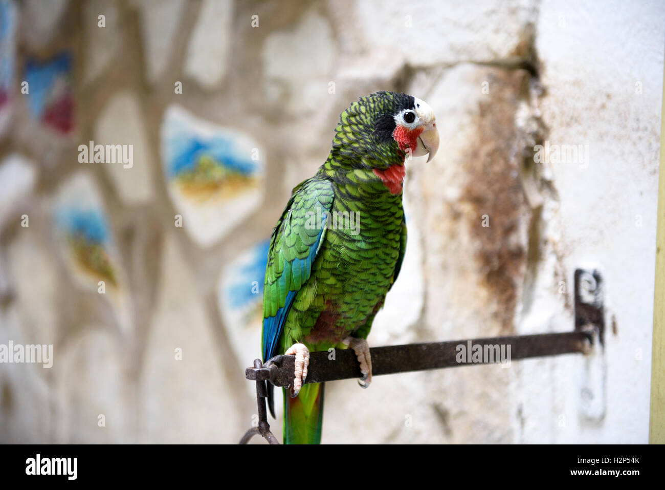 Cuban amazon parrot - rose throated parrot - Amazona leucocephala Stock ...