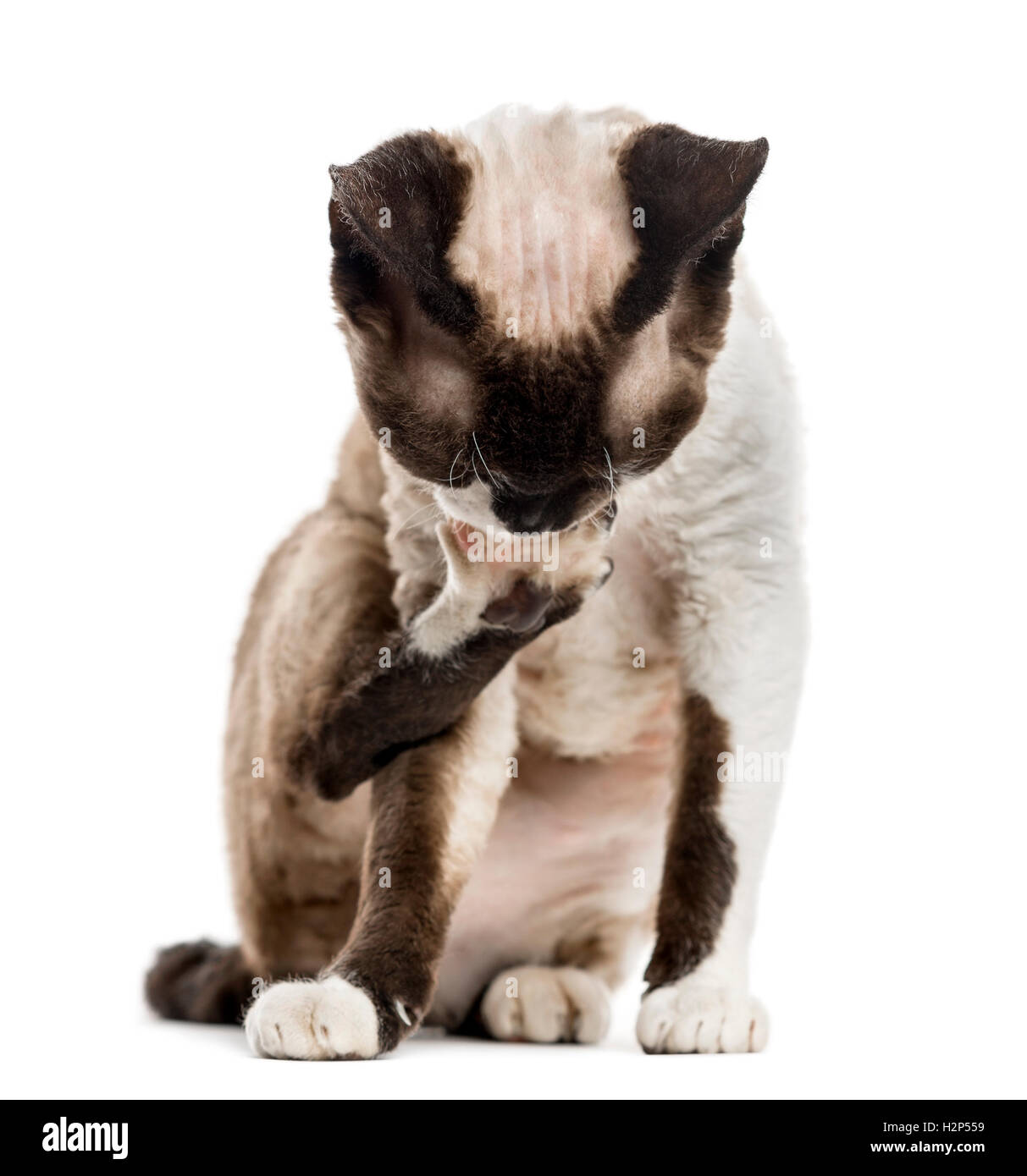 Devon rex grooming himself isolated on white Stock Photo - Alamy