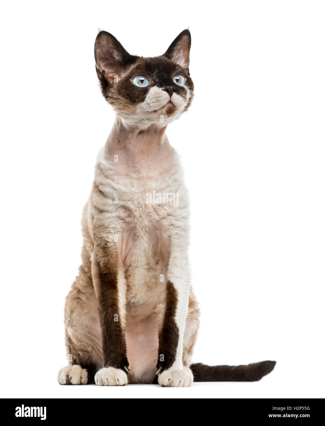 Devon rex staring sitting isolated on white Stock Photo - Alamy