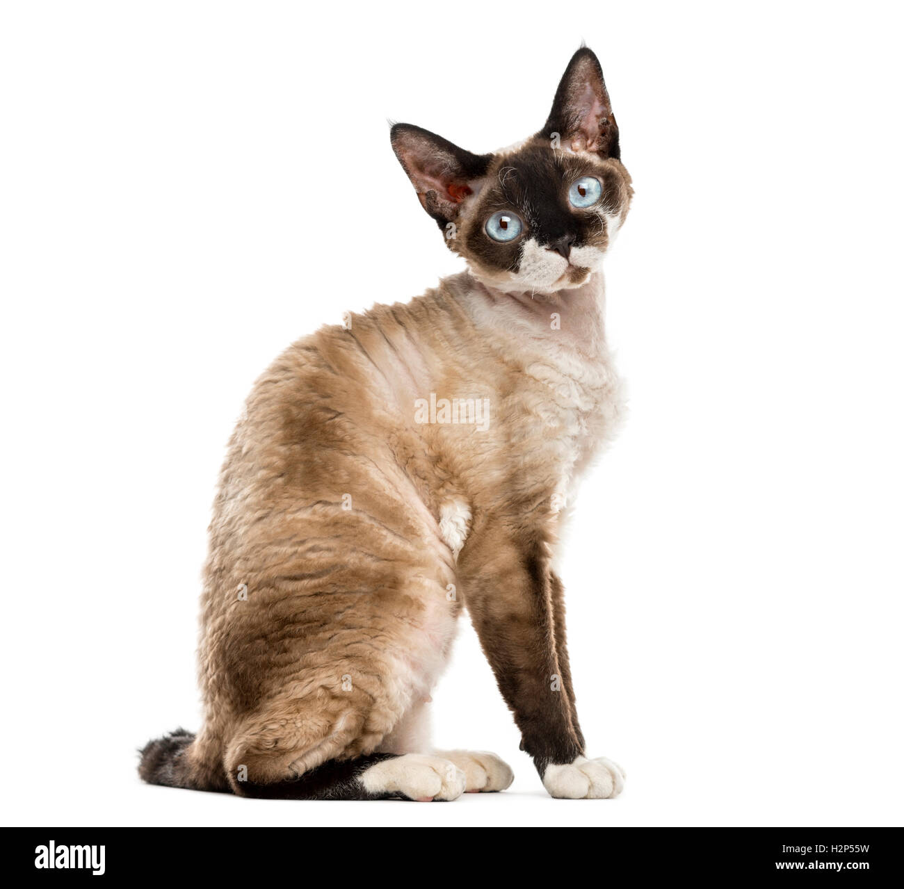 Side view of a Devon rex sitting and staring isolated on white Stock ...
