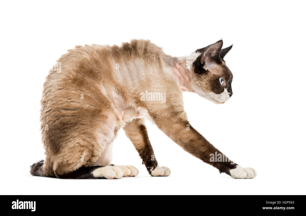 Devon rex sitting and playing isolated on white Stock Photo - Alamy