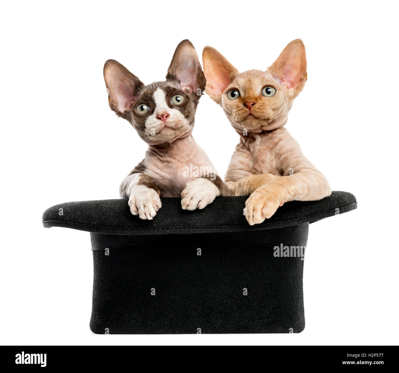 Family getting Cut Out Stock Images & Pictures - Alamy