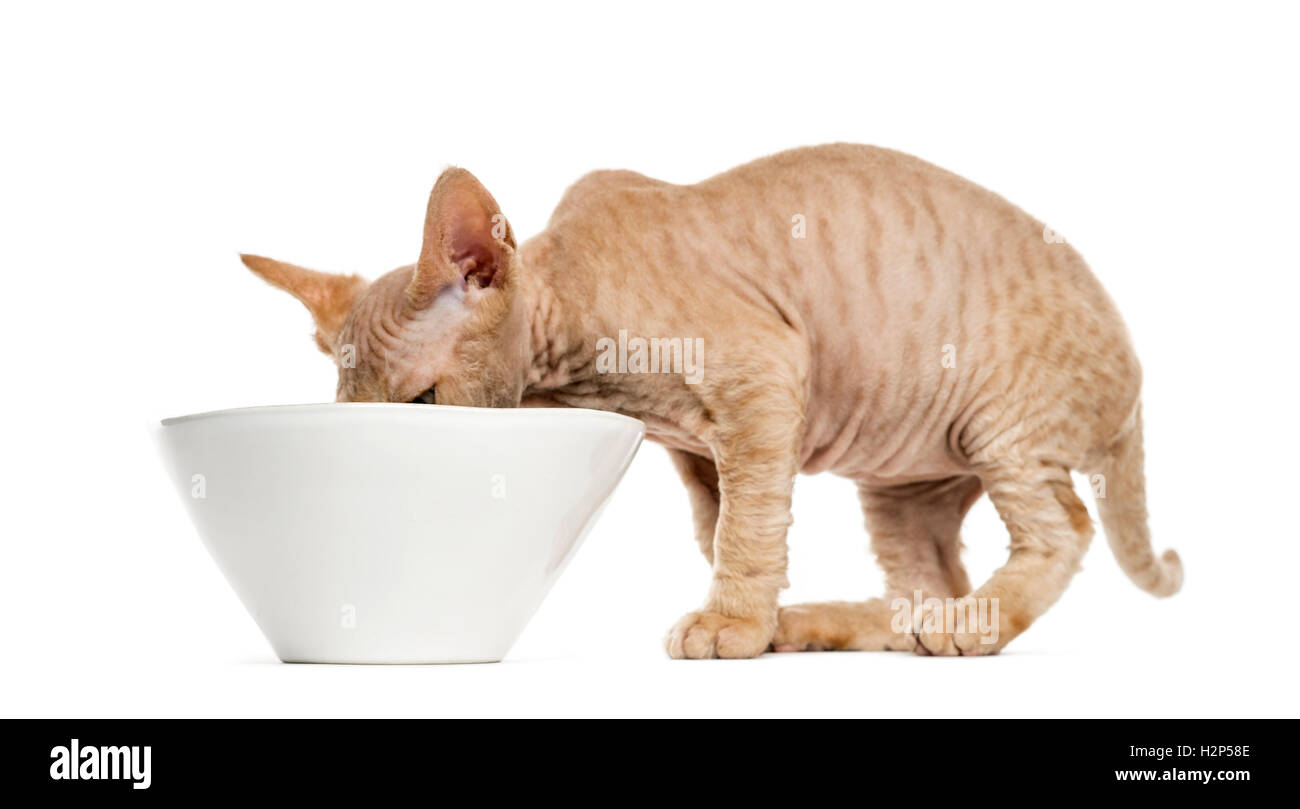 side view of a Devon rex kitten eating from a white bowl isolated on ...