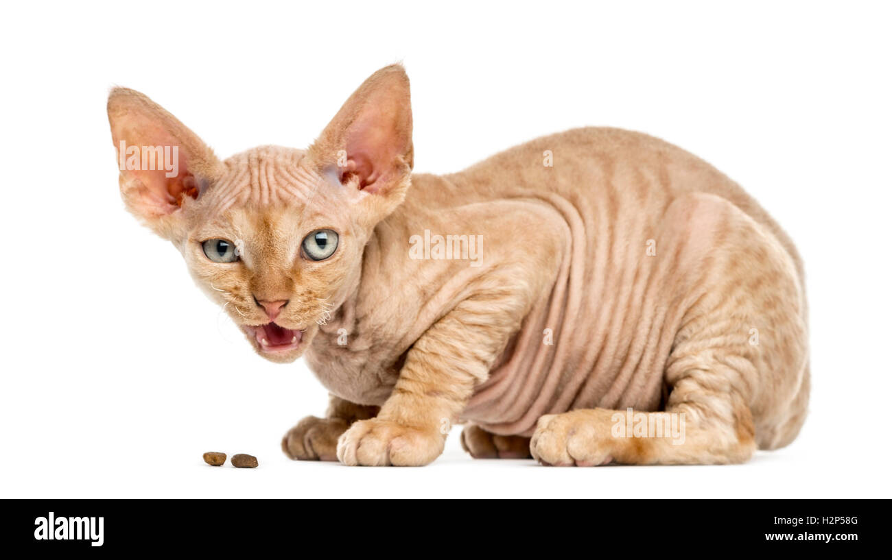 Side view of a Devon rex kitten eating isolated on white Stock Photo ...