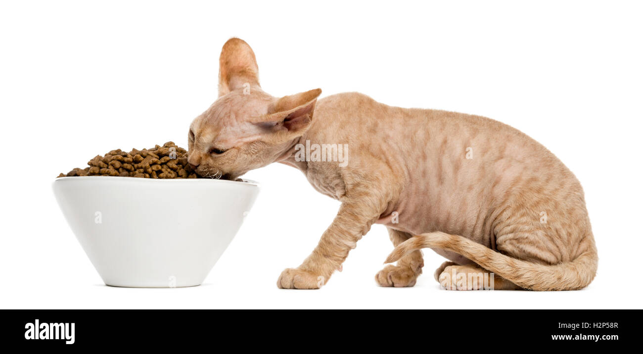 Side view of a Devon rex kitten eating from a white bowl isolated on ...