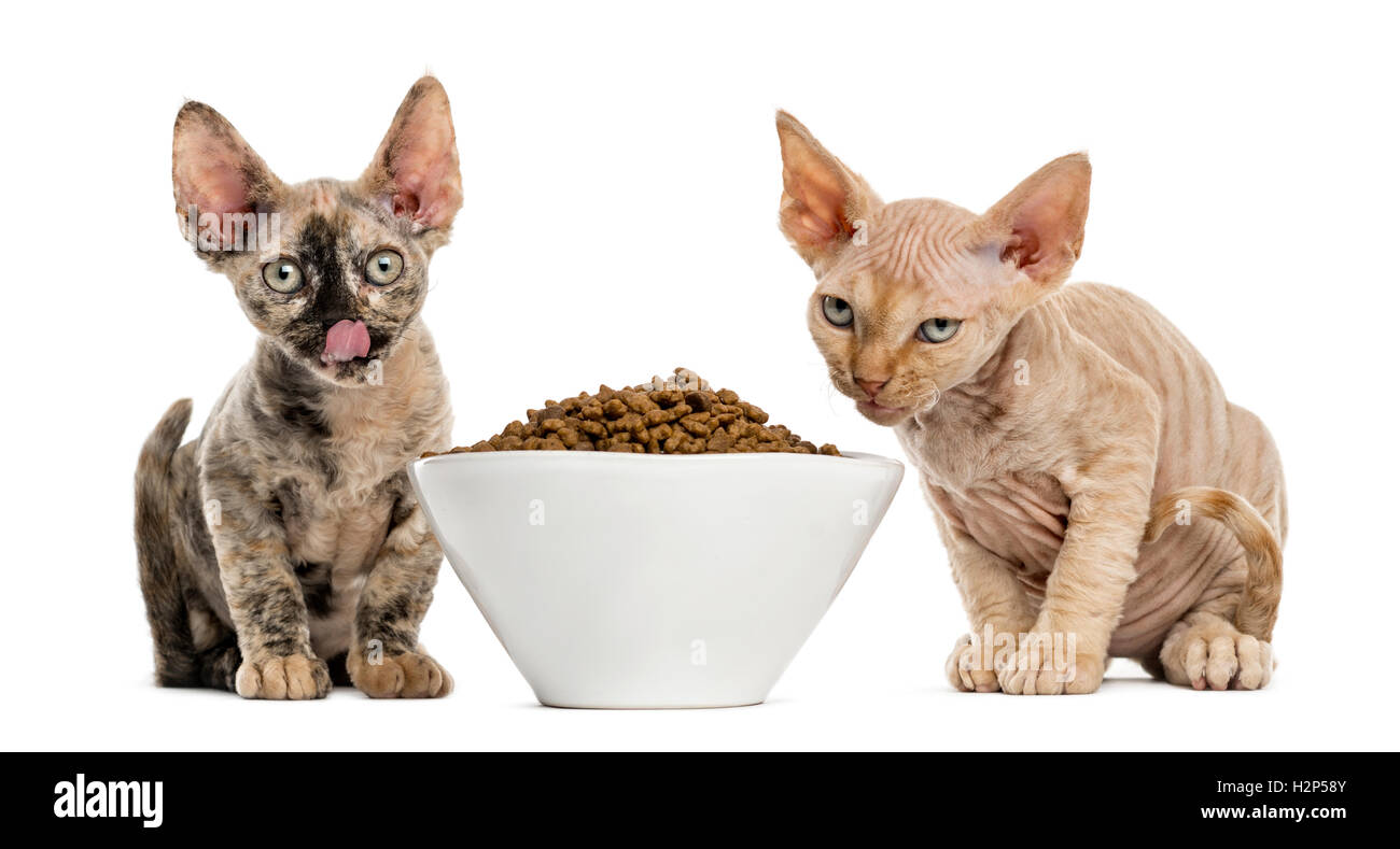 Two Devon rex kittens eating from a white bowl isolated on white Stock ...