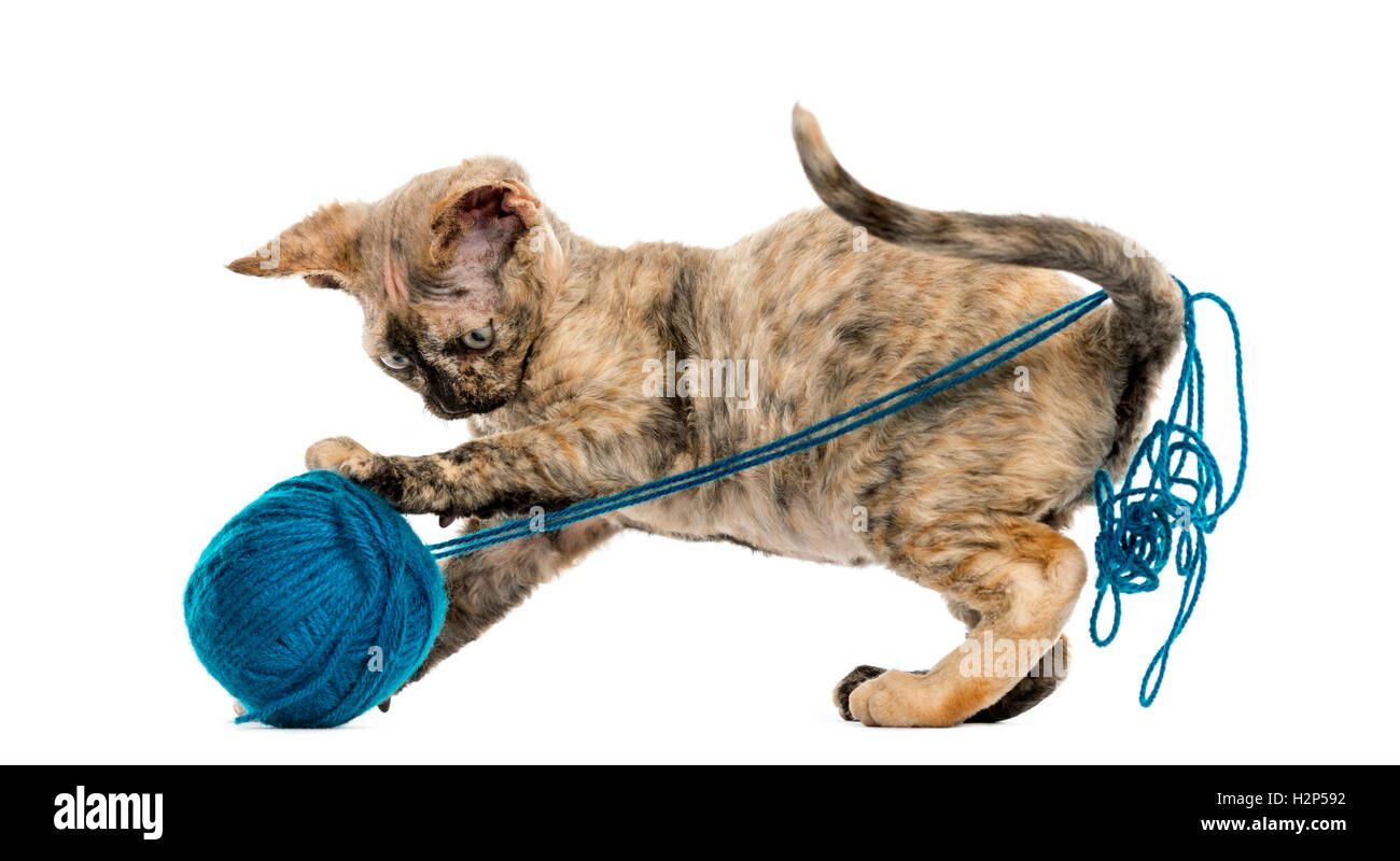 side view of Devon rex cat playing with a wool ball isolated on white ...