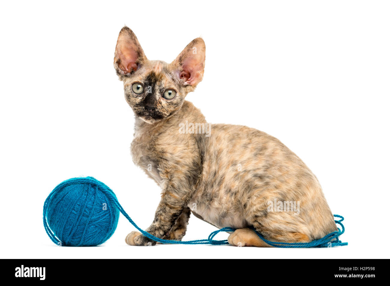 side view of Devon rex cat playing with a wool ball isolated on white ...