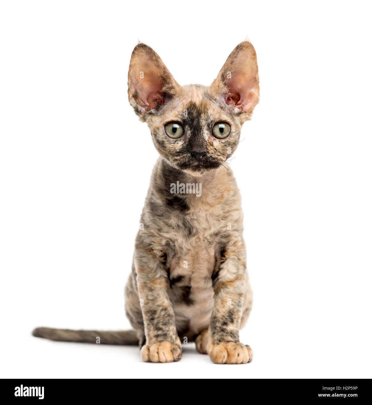 Devon rex cat sitting isolated on white Stock Photo - Alamy
