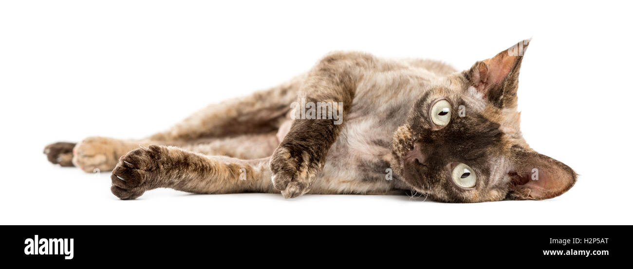 Sleepy cat lying on Cut Out Stock Images & Pictures - Alamy